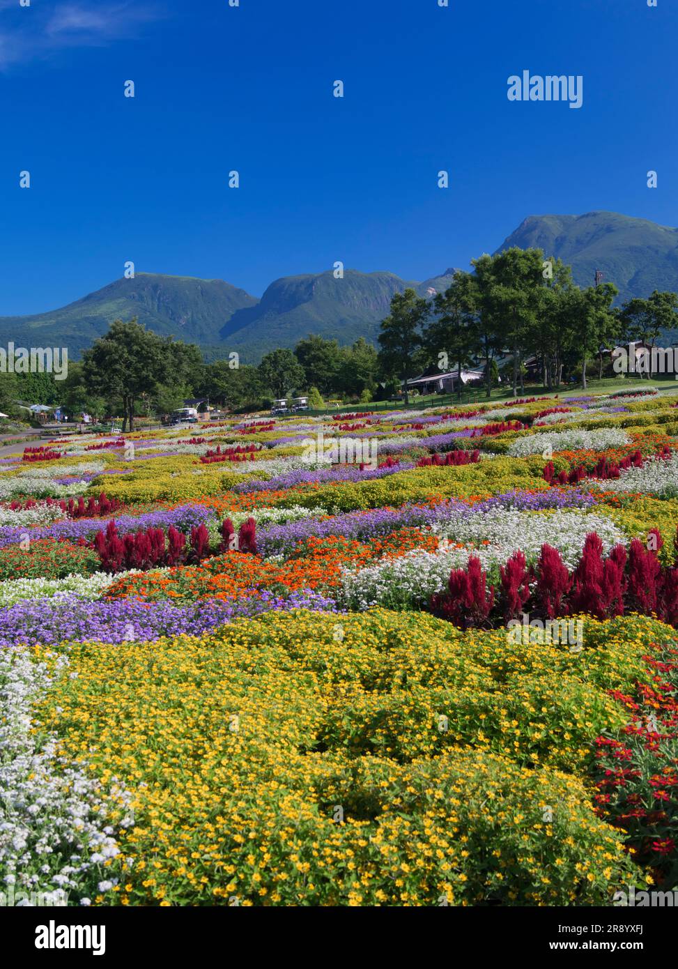 Kuju mountain range from Kuju Flower Park blooming summer flowers Stock ...