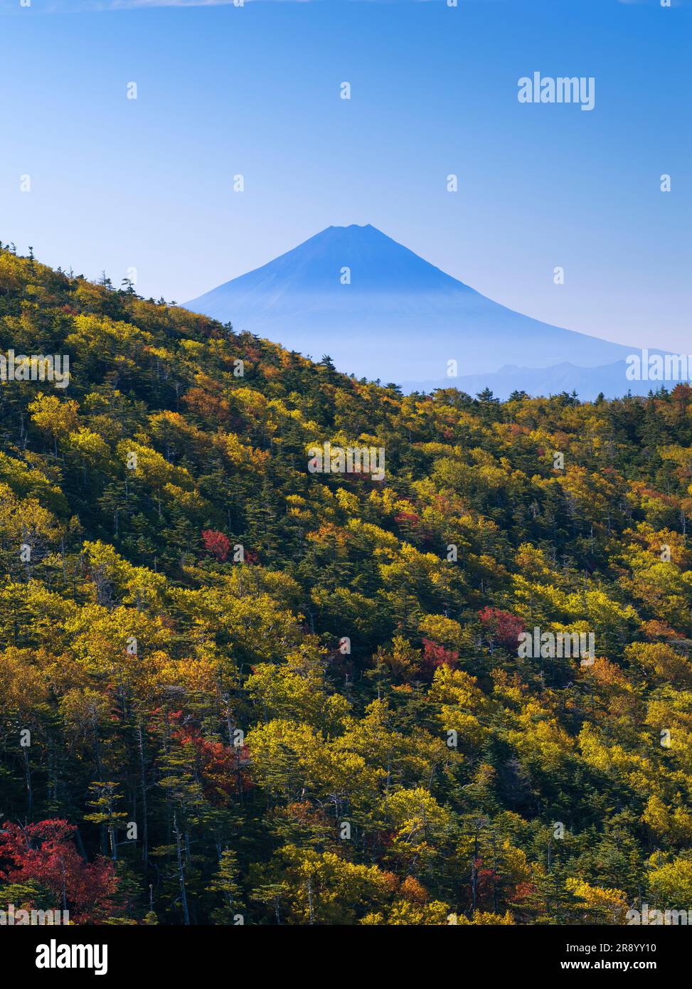 Autumn leaves and Mt, Fuji from Mt. Zenkokushigatake, Okuchichibu ...
