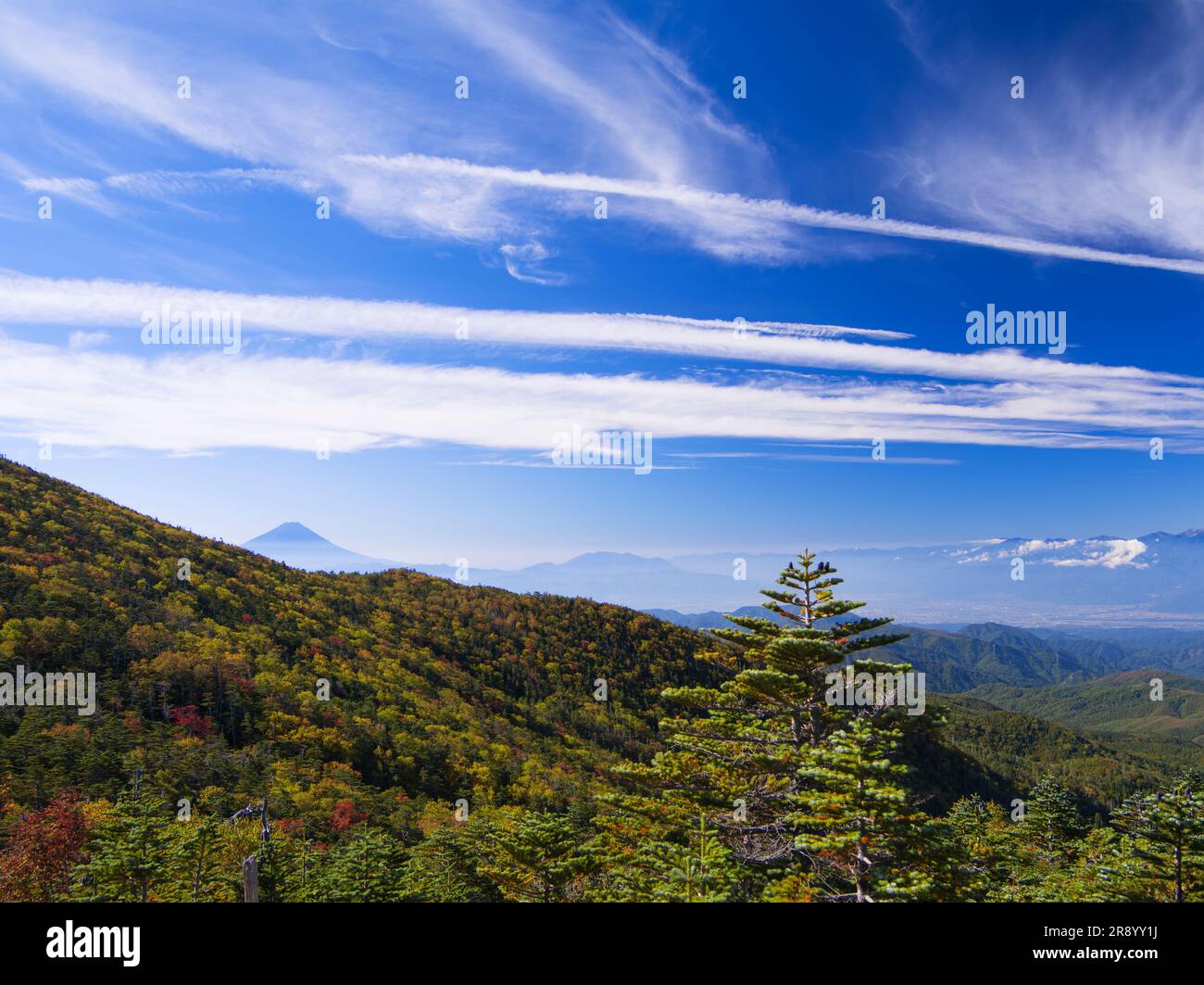Autumn leaves, Mt, Fuji and southern alps from Mt. Zenkokushigatake ...