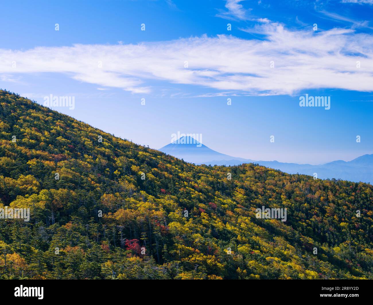 Autumn leaves and Mt, Fuji from Mt. Zenkokushigatake, Okuchichibu ...