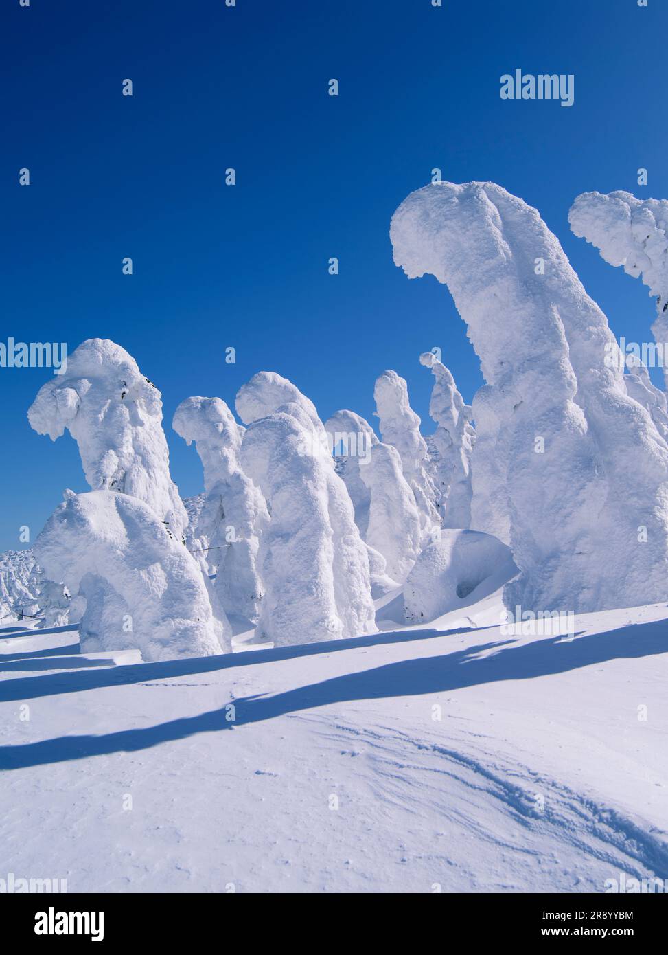 Frost covered trees in Zao Stock Photo - Alamy
