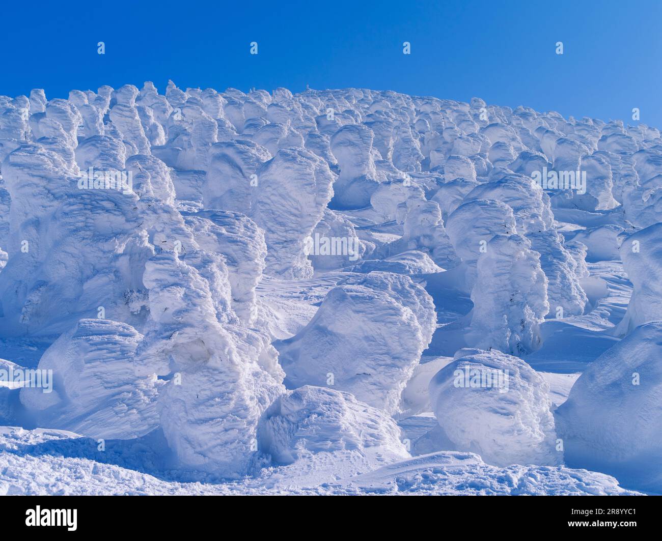 Frost covered trees in Zao Stock Photo - Alamy