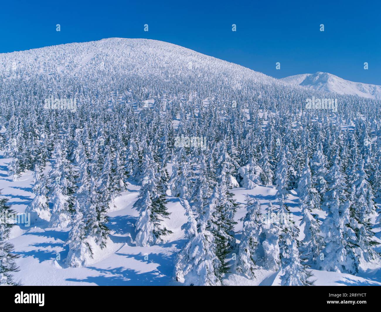Frost covered trees in Zao Stock Photo - Alamy