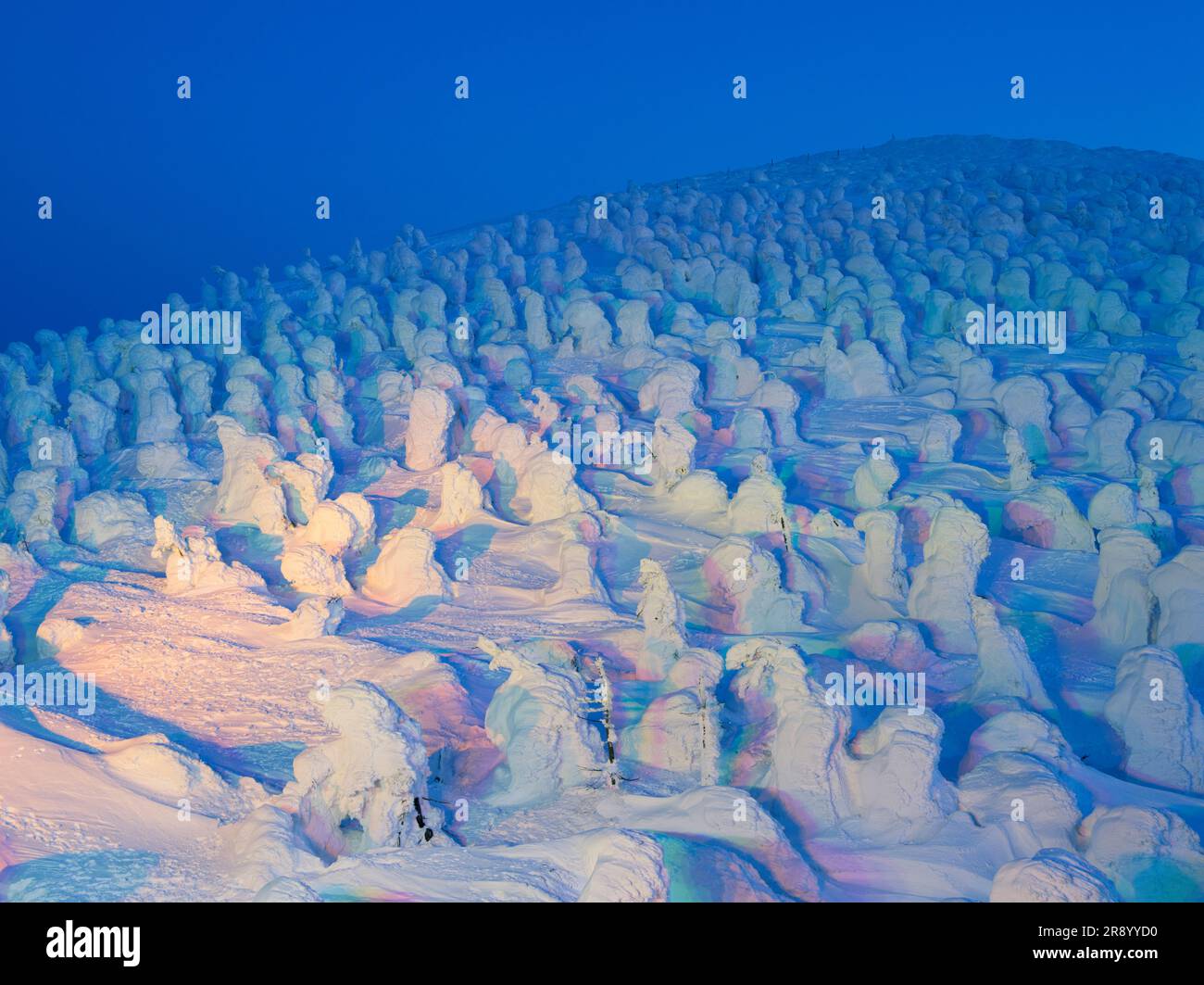 Frost covered trees in Zao lit up Stock Photo - Alamy