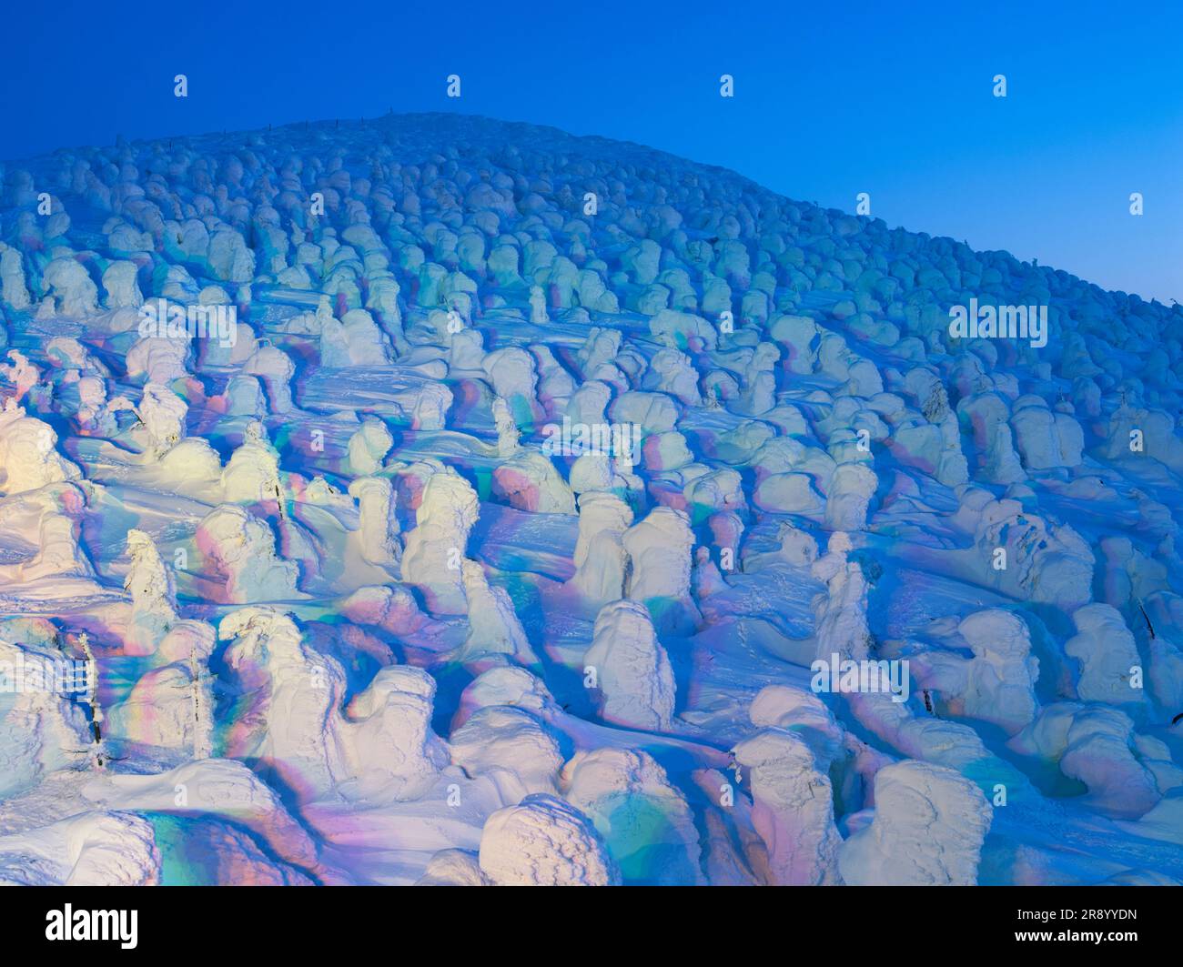 Frost covered trees in Zao lit up Stock Photo - Alamy