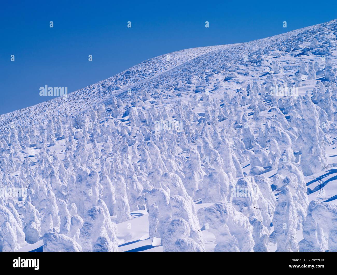 Frost covered trees in Zao Stock Photo - Alamy