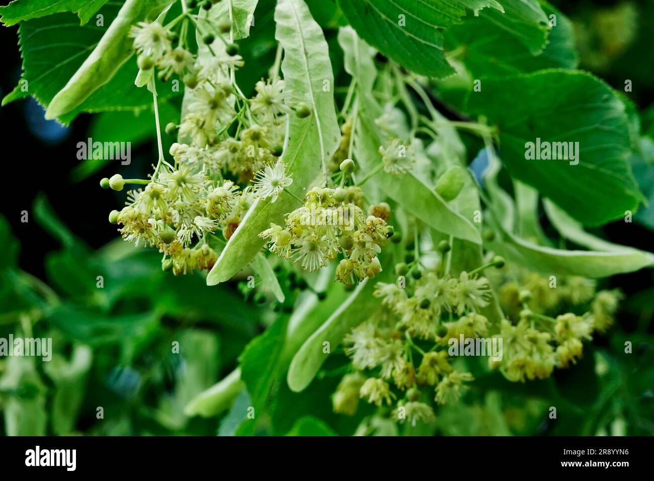 Linden tree with blossoms, June, Germany Stock Photo - Alamy