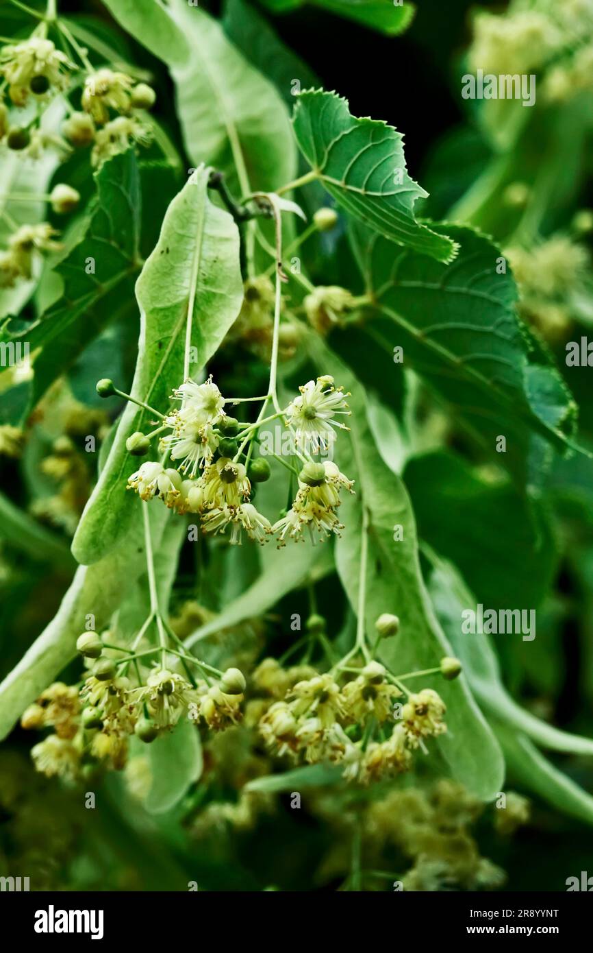 Linden tree blossom hi-res stock photography and images - Alamy