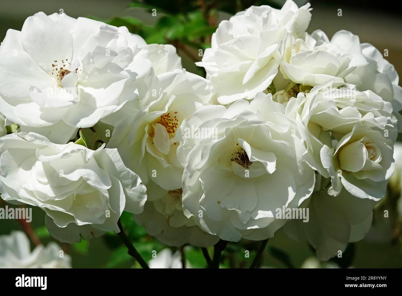 Summer flowering garden rose hi-res stock photography and images - Alamy