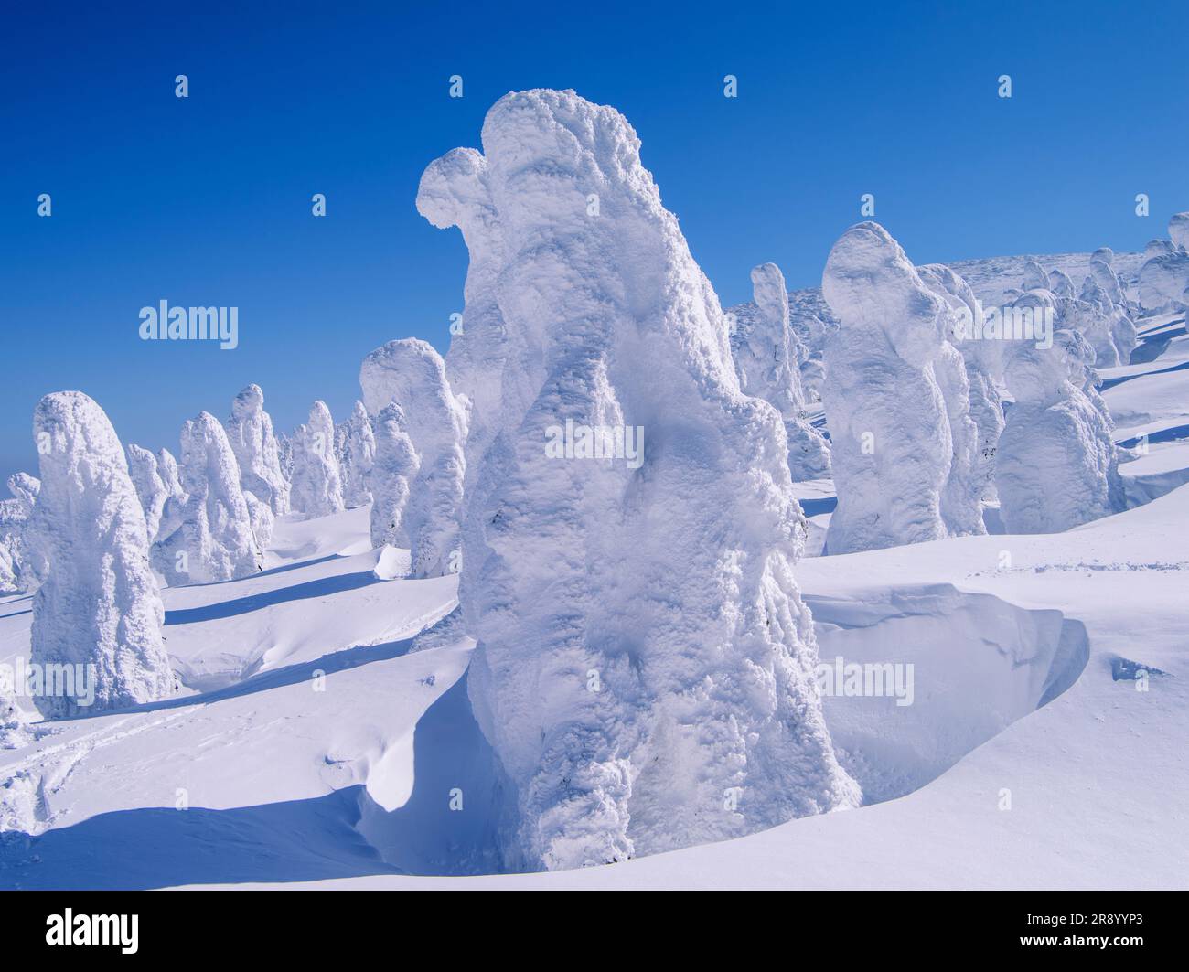 Frost covered trees in Zao Stock Photo - Alamy
