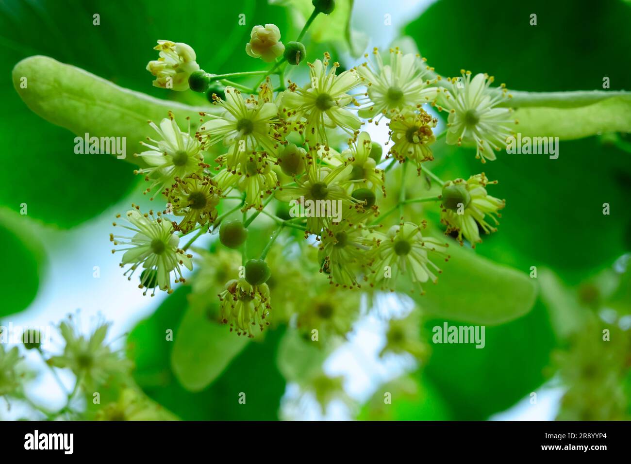 Linden tree blossom hi-res stock photography and images - Alamy