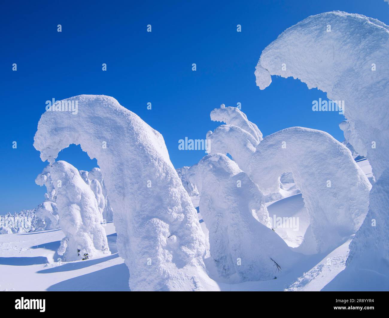 Frost covered trees in Zao Stock Photo - Alamy