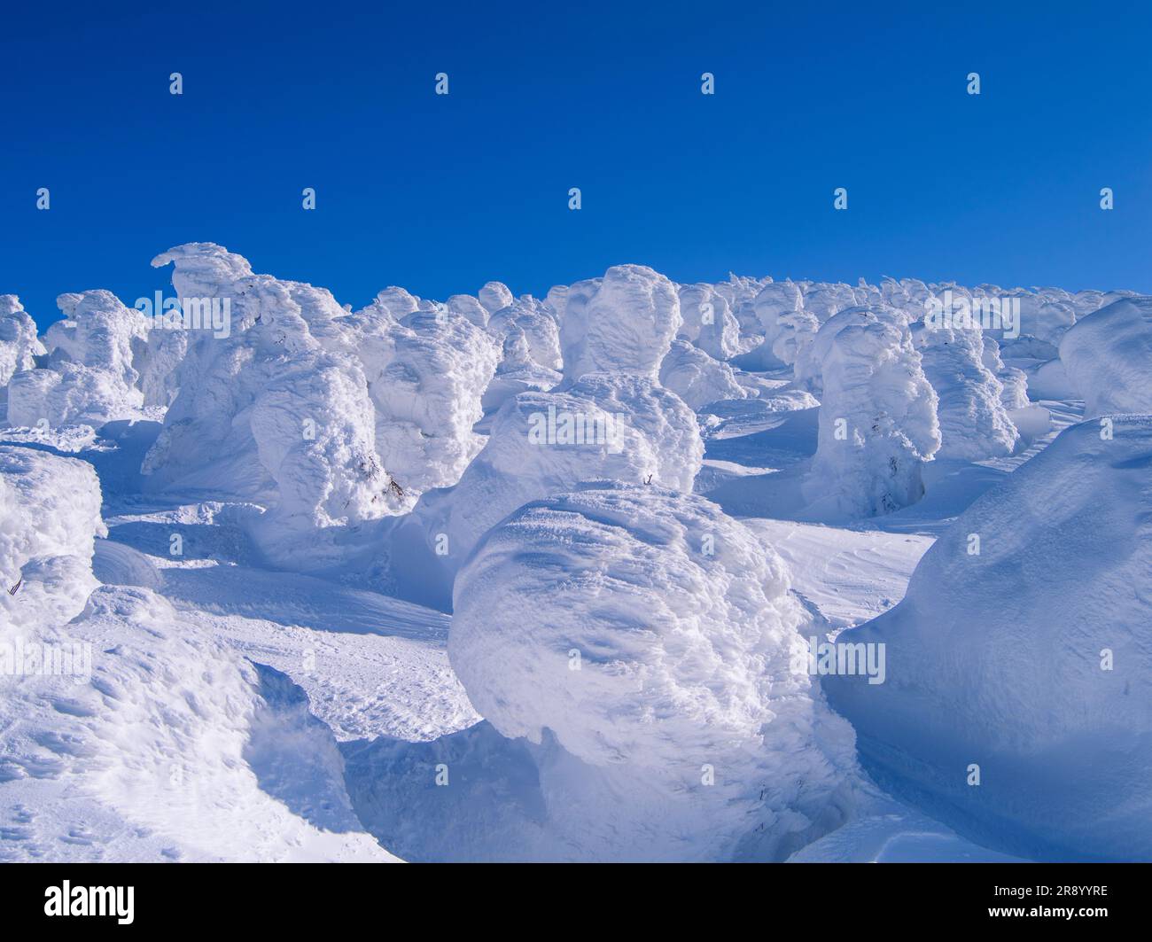 Frost covered trees in Zao Stock Photo - Alamy