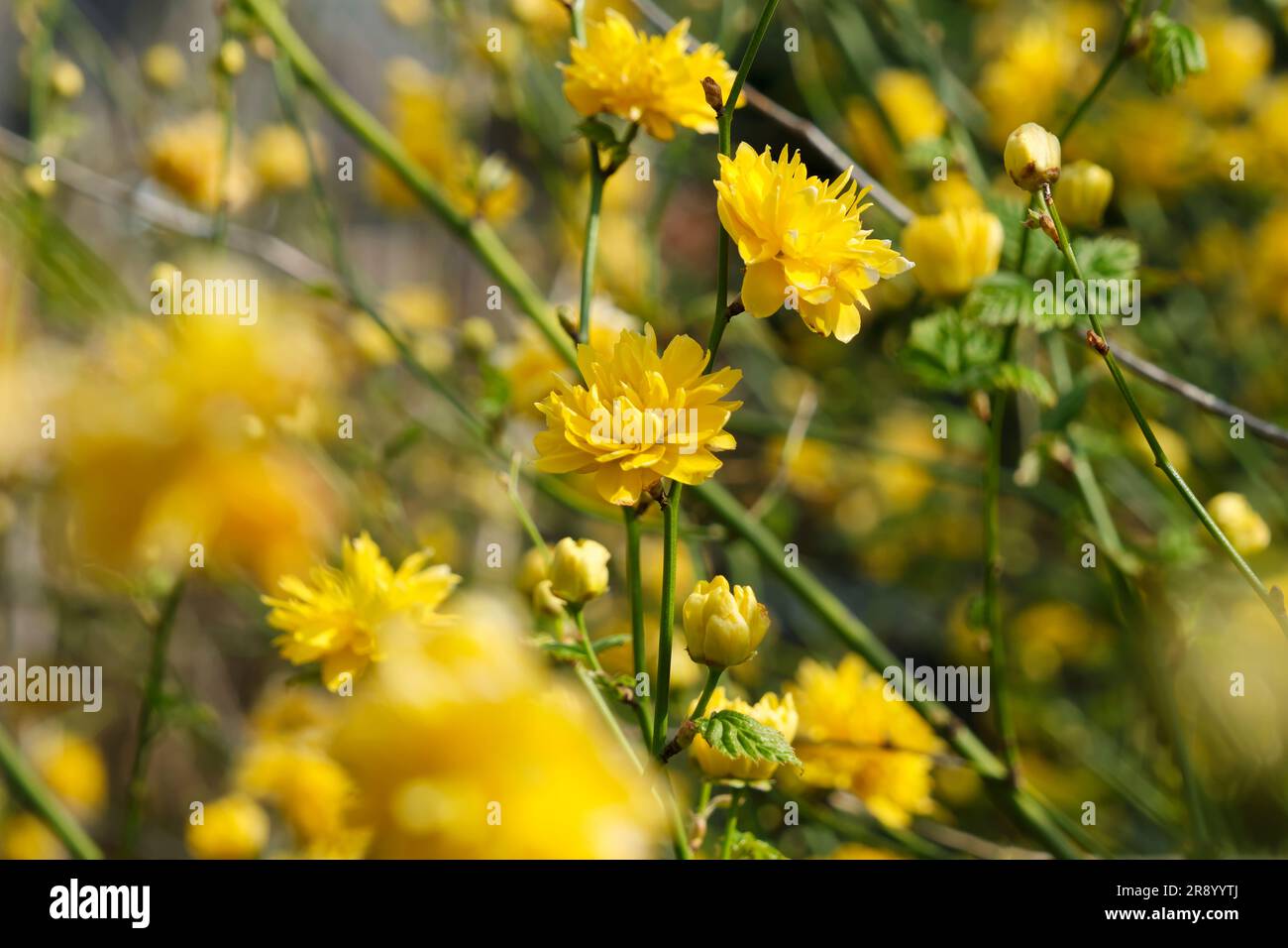 Japanese ranunculus bush hi-res stock photography and images - Alamy