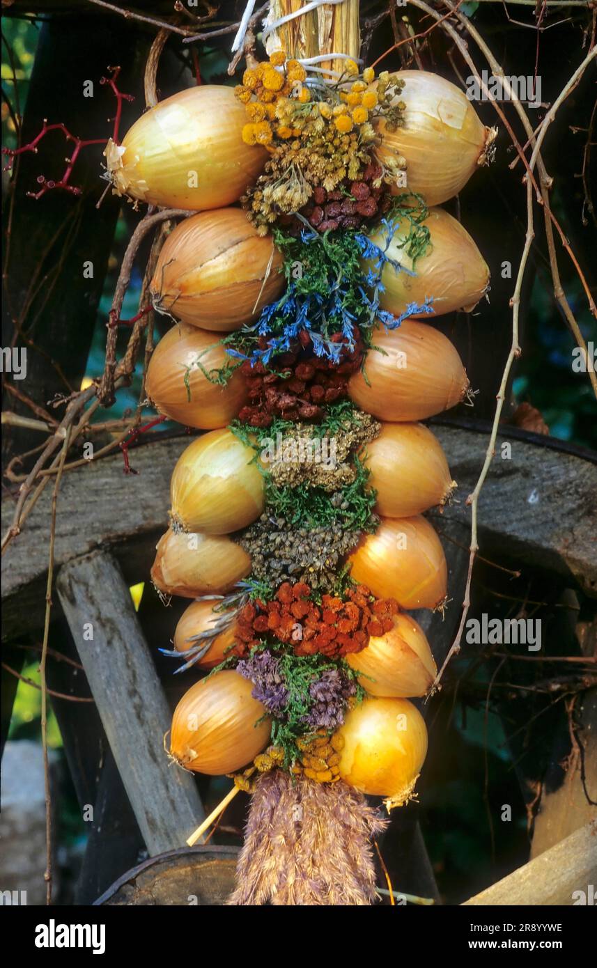 Onion plait, onion, onion leek, bulb, kitchen onion, garden onion ...