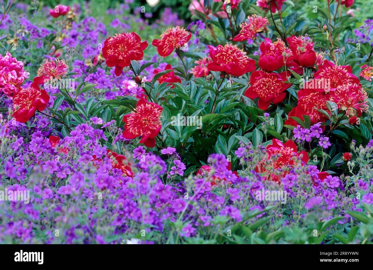 Peonies Garden Shape Stock Photo - Alamy