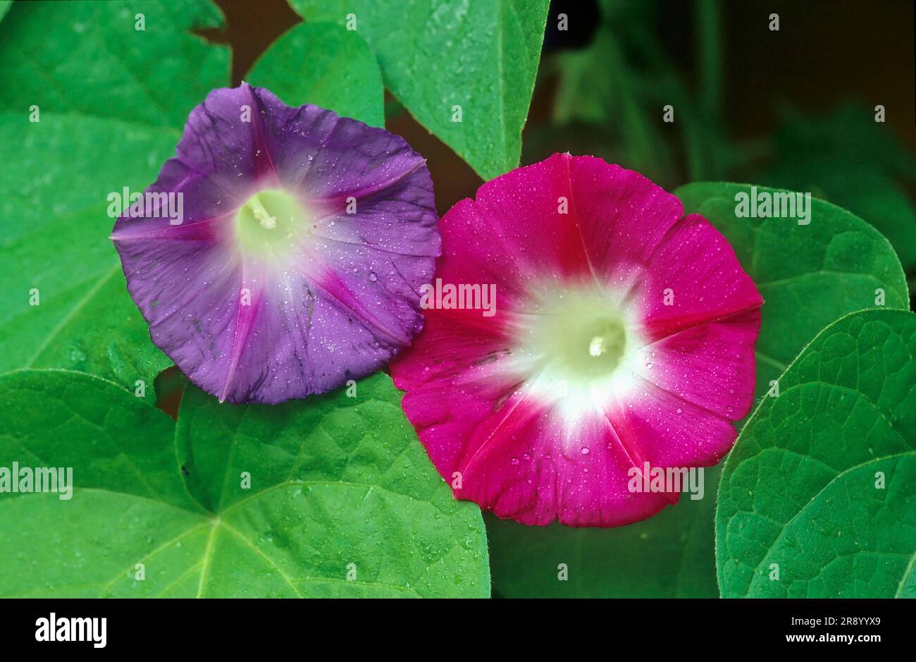 Dwarf morning glory (Convolvulus tricolor Stock Photo - Alamy