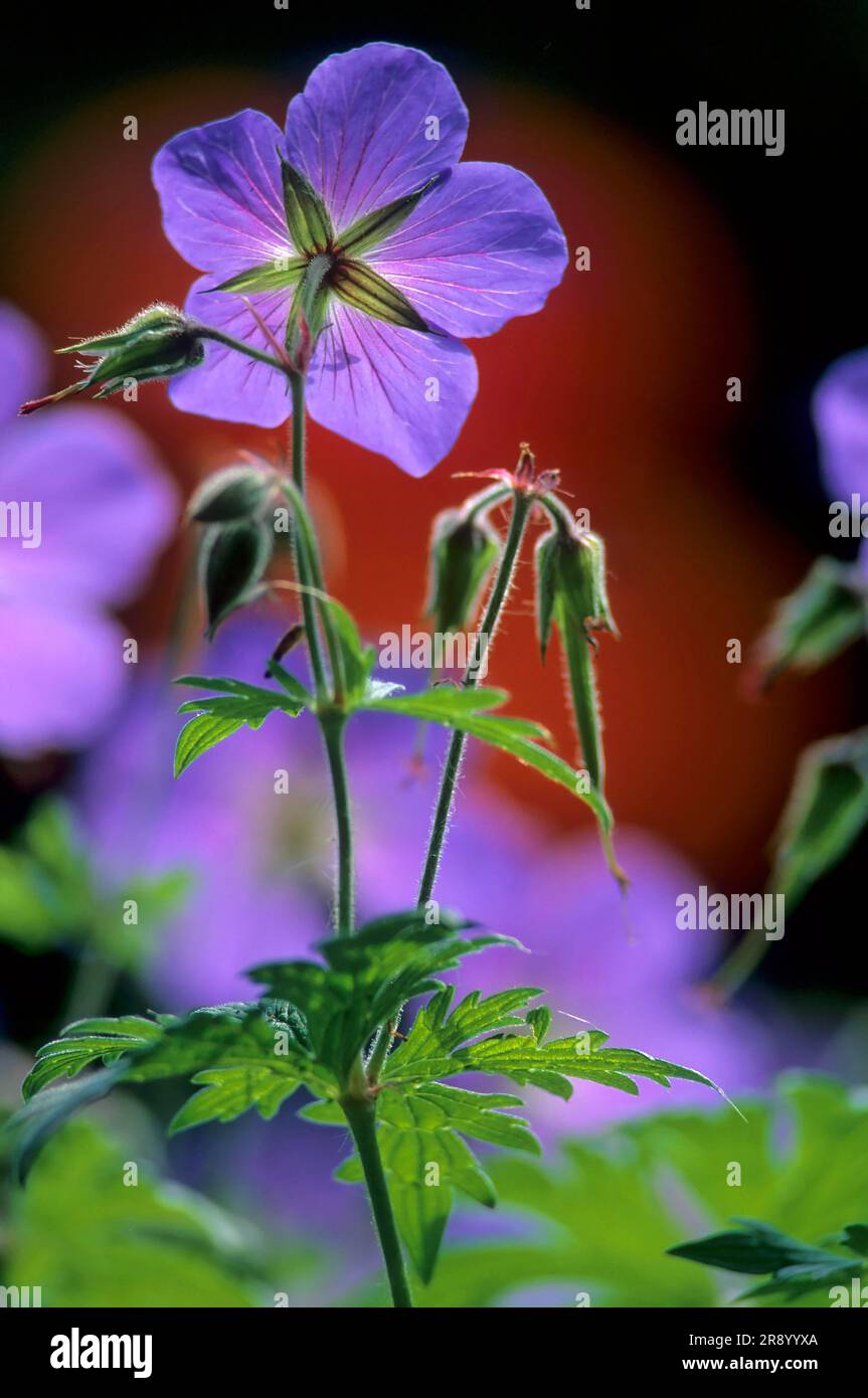 Cranesbills (Geranium) Geraniums Stock Photo - Alamy
