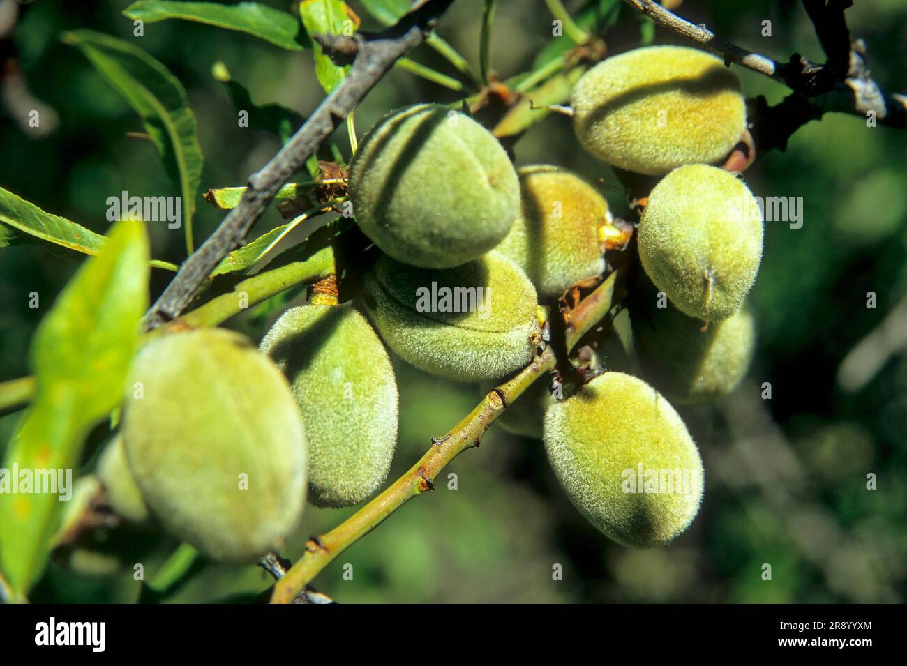 Furry almond tree (Prunus dulcis), almond Stock Photo - Alamy