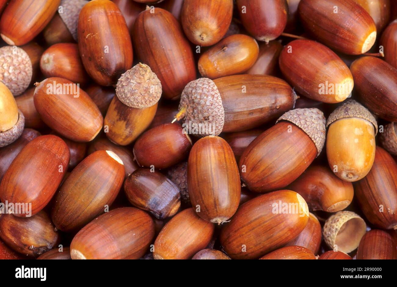 English oak, fruit (Quercus ruber Stock Photo - Alamy