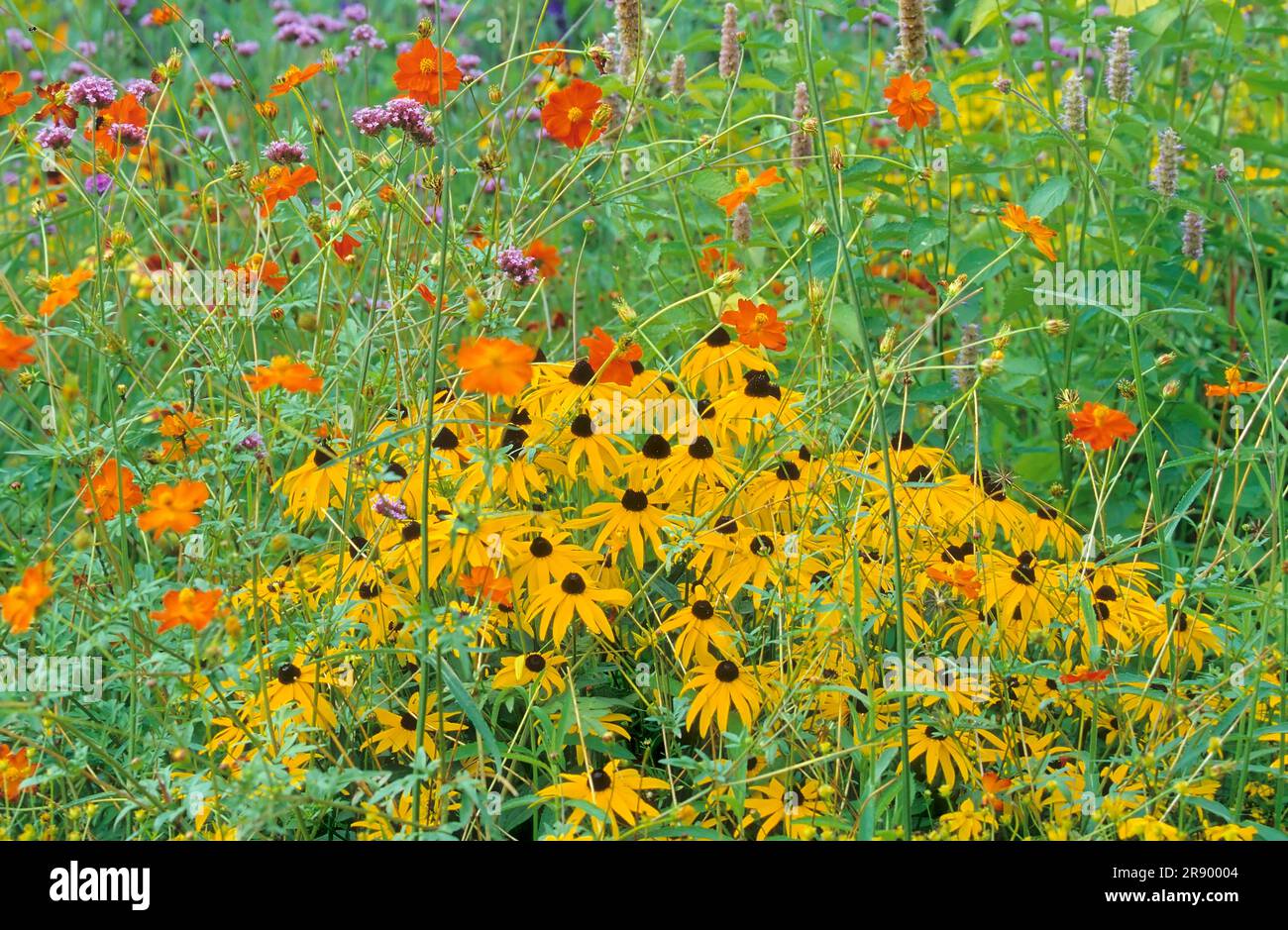 Rudbeckia rudbeckia fulgida hi-res stock photography and images - Alamy
