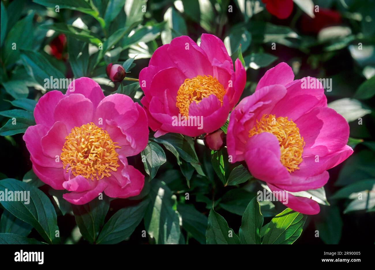 Peonies Garden Shape Stock Photo - Alamy