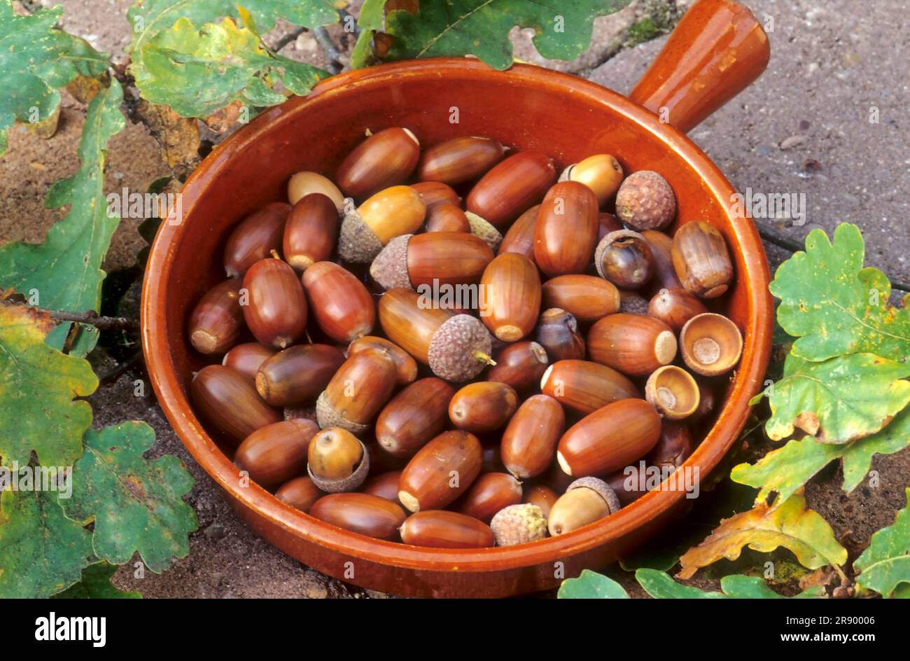 Oak tree fruit hi-res stock photography and images - Alamy