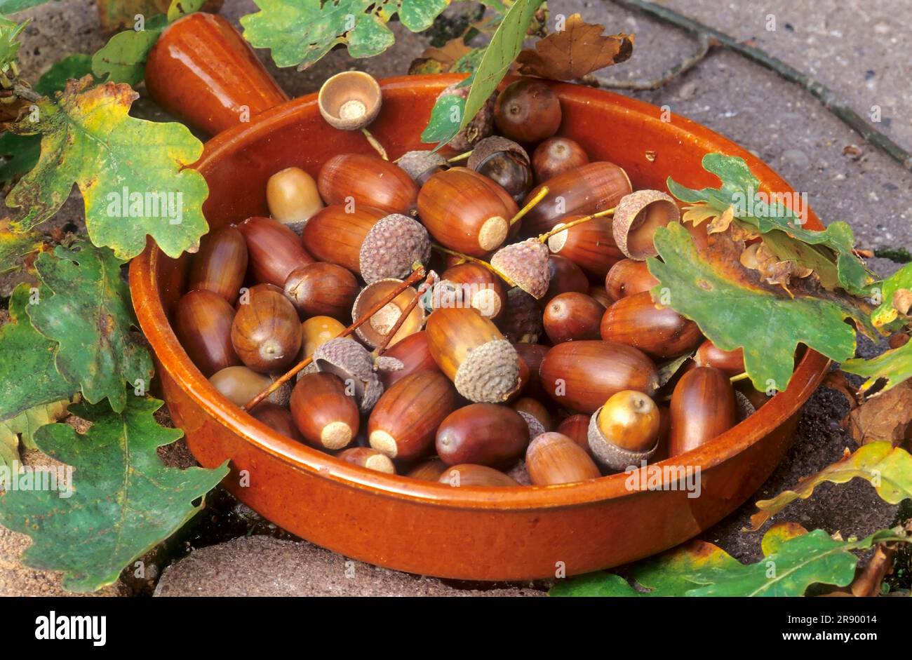 English oak (Quercus robur), fruits Quercus robur Stock Photo - Alamy
