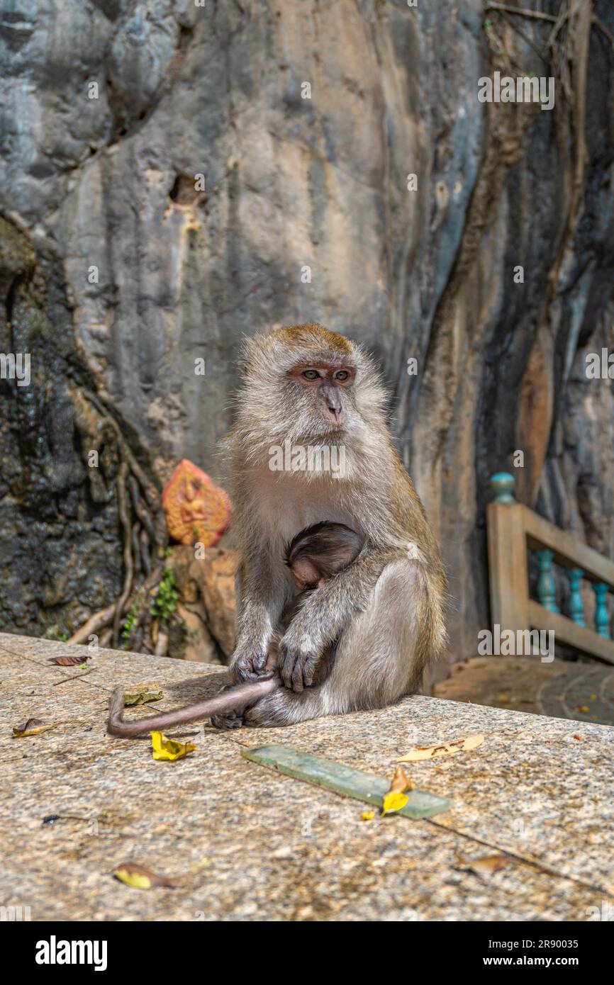 Mother's Love: Monkey Defending its precious young baby at Tiger Cave ...