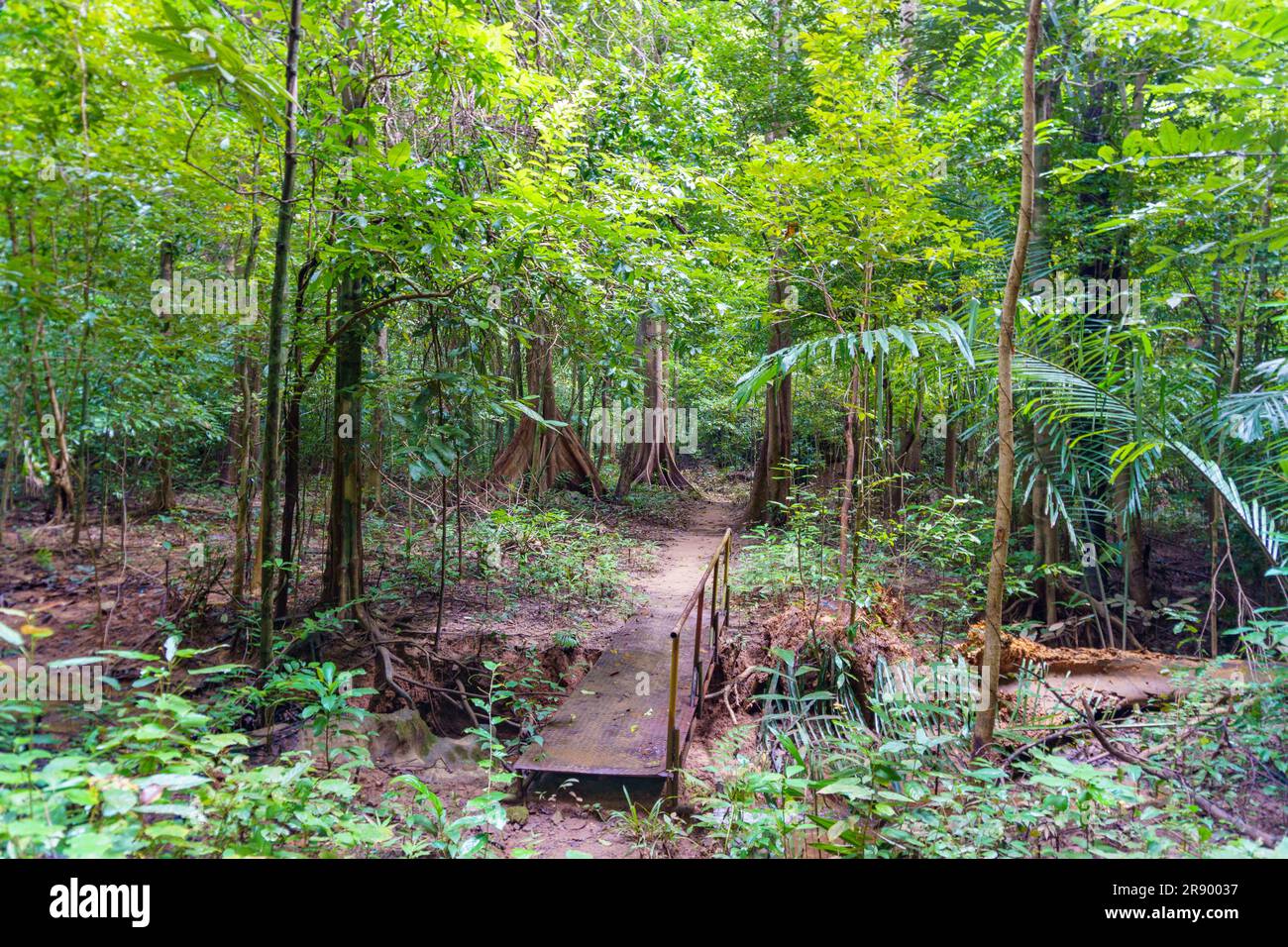 A Bridge to Serenity in the Tiger Cave Temple's Jungle Embrace, Krabi ...