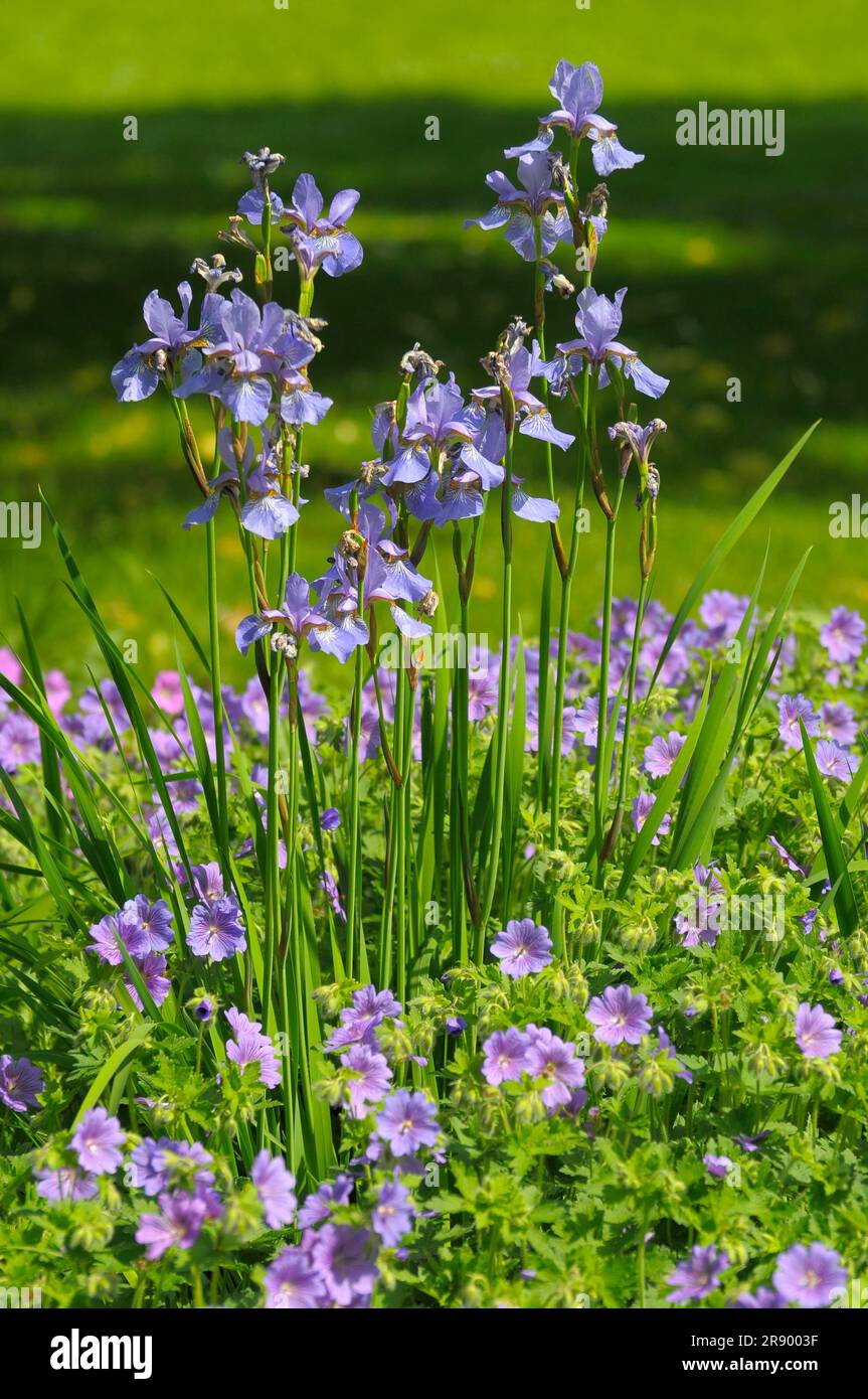 Siberian iris (Iris sibirica), meadow iris Rose garden in Oberderdingen ...