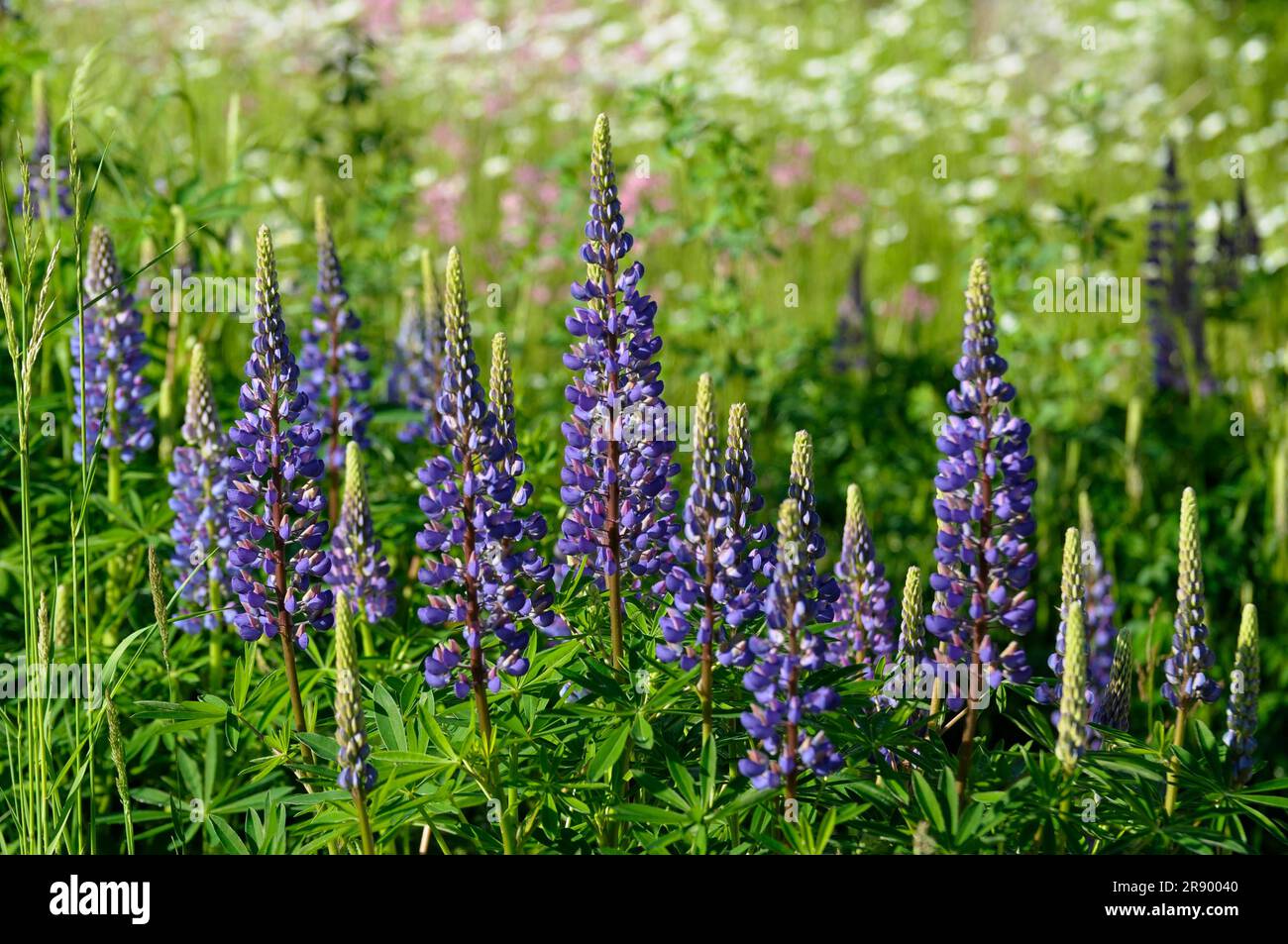 Lupins (Lupinus) in garden meadow, flowering meadow in home garden ...