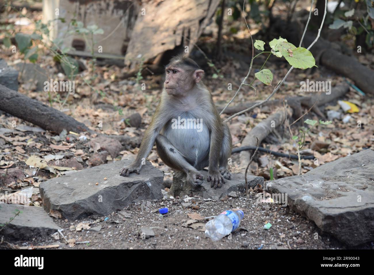 Wild monkey sitting on rocky hi-res stock photography and images - Alamy