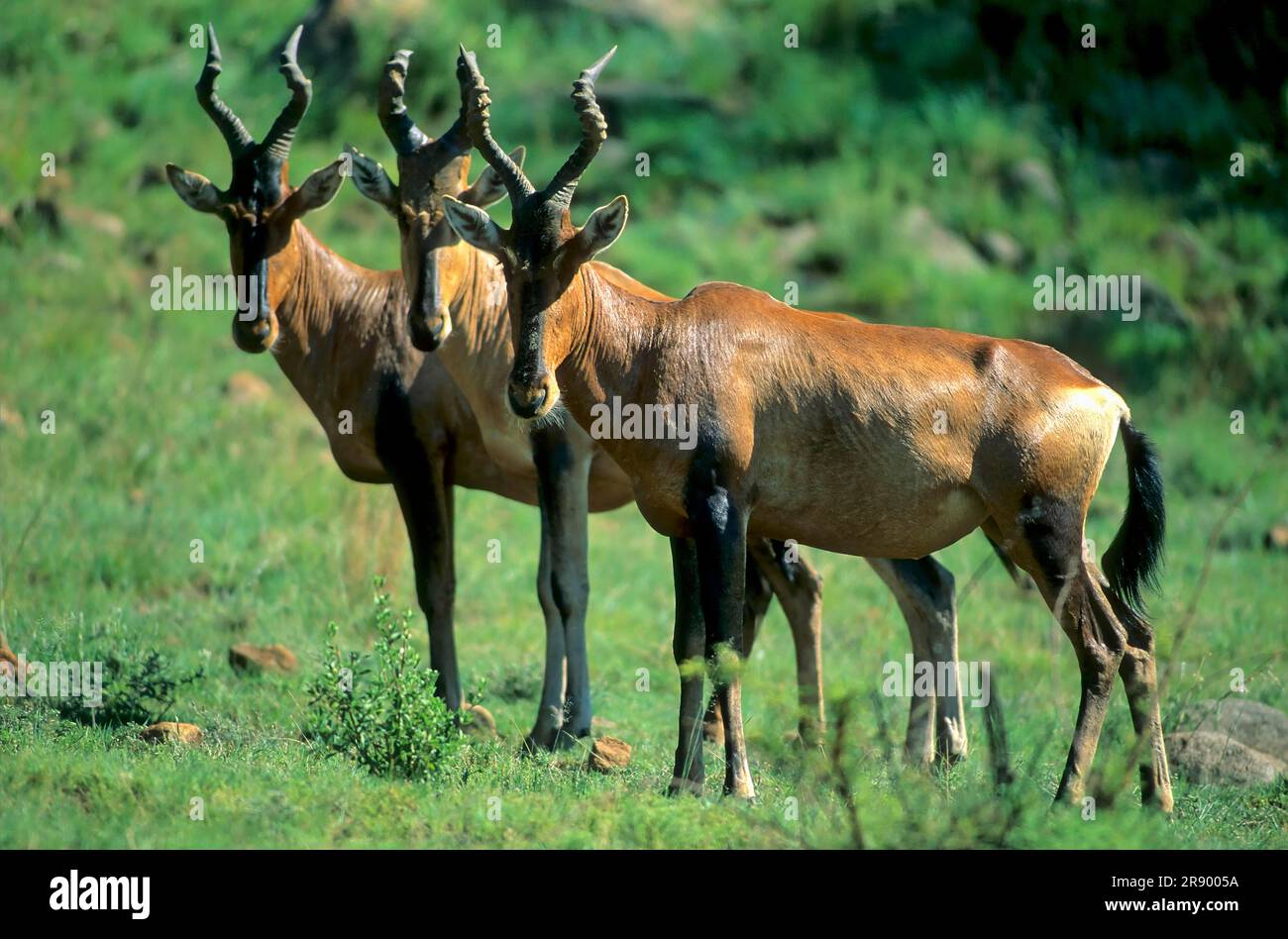 South African hartebeest (Kaama) Alcelaphus b. selbornei Stock Photo ...