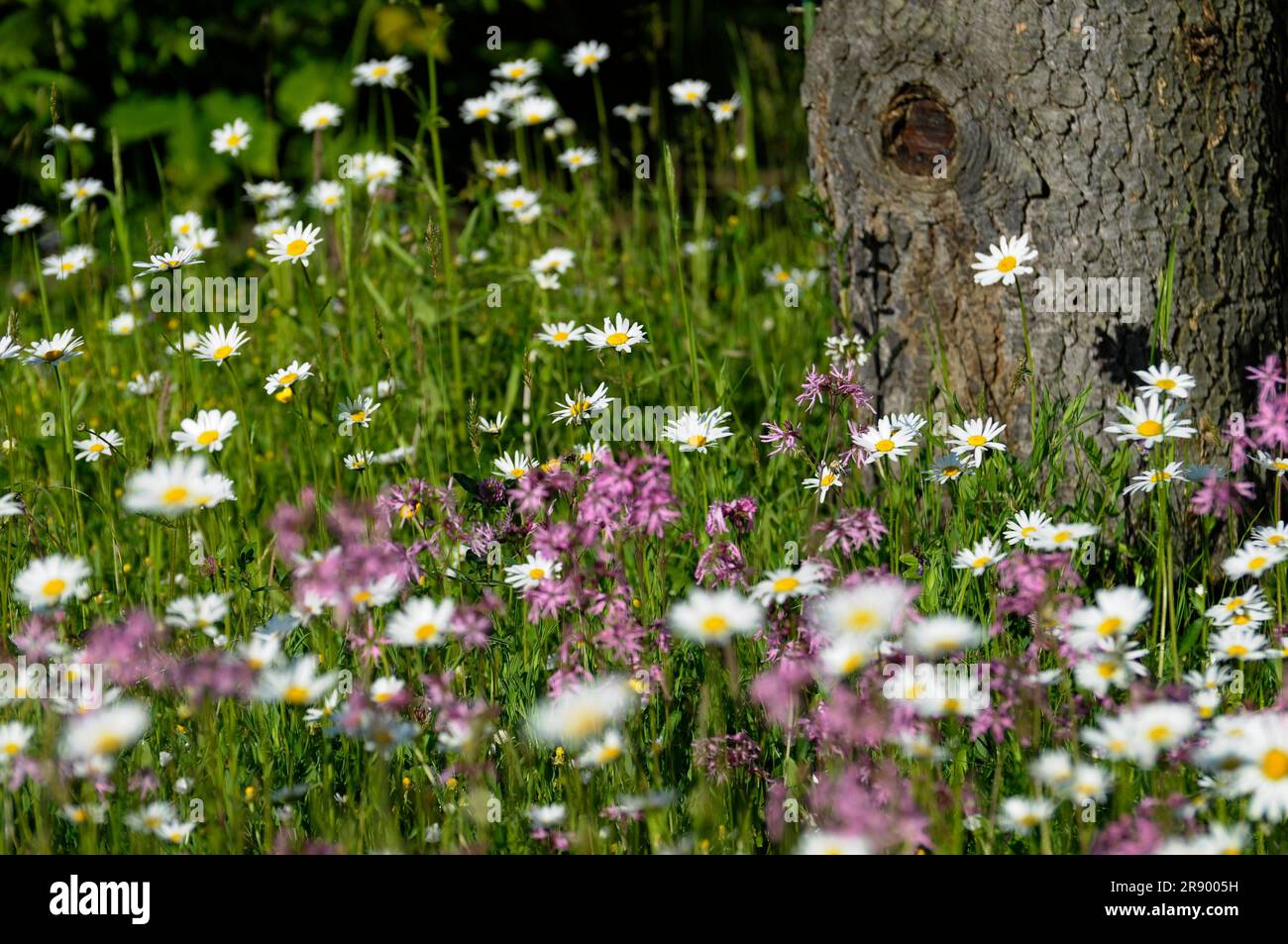 Meadow flowers, daisies, flowering meadow, meagre meadow ox-eye daisy ...