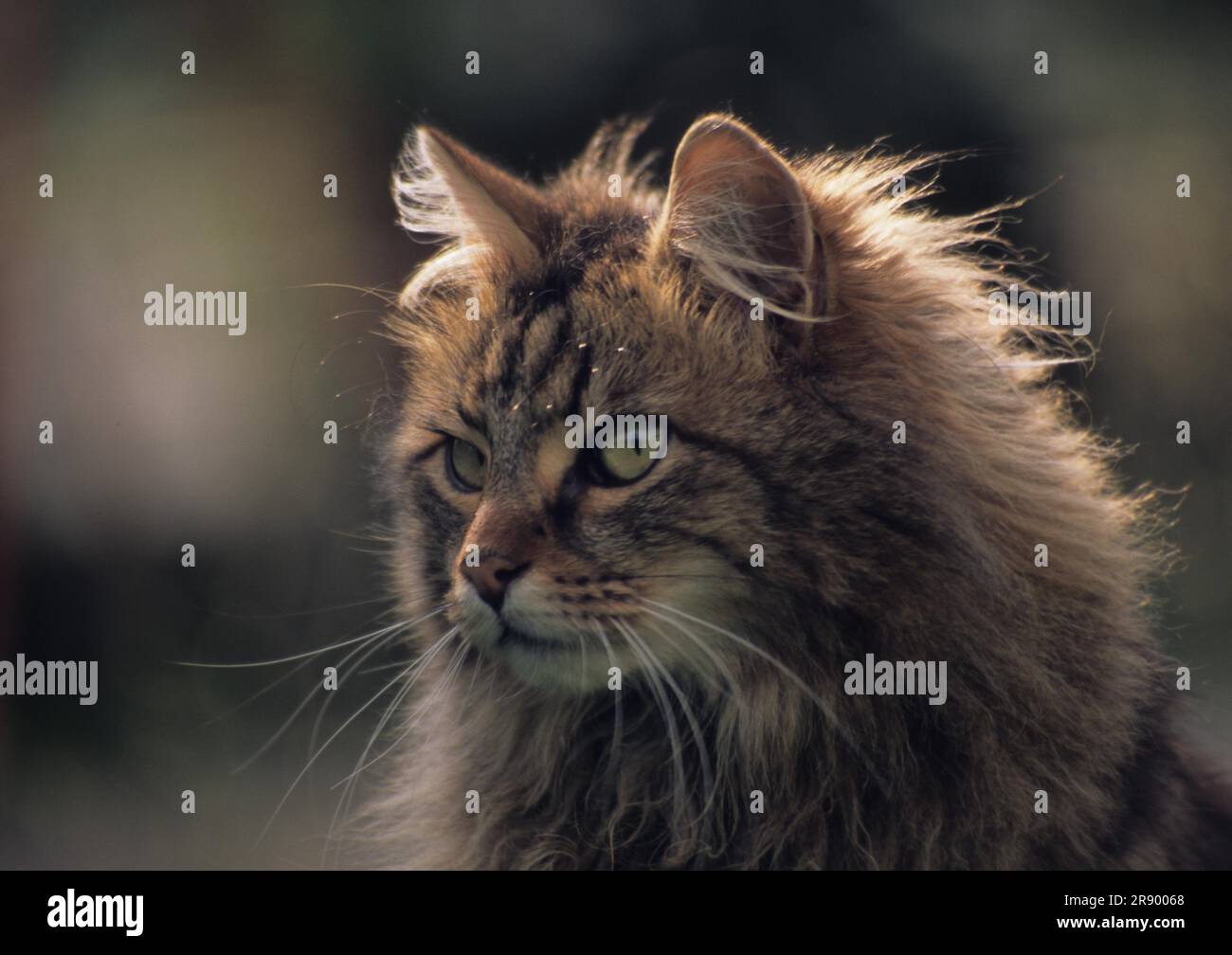 Main-Coon Cat in the Grass Stock Photo - Alamy