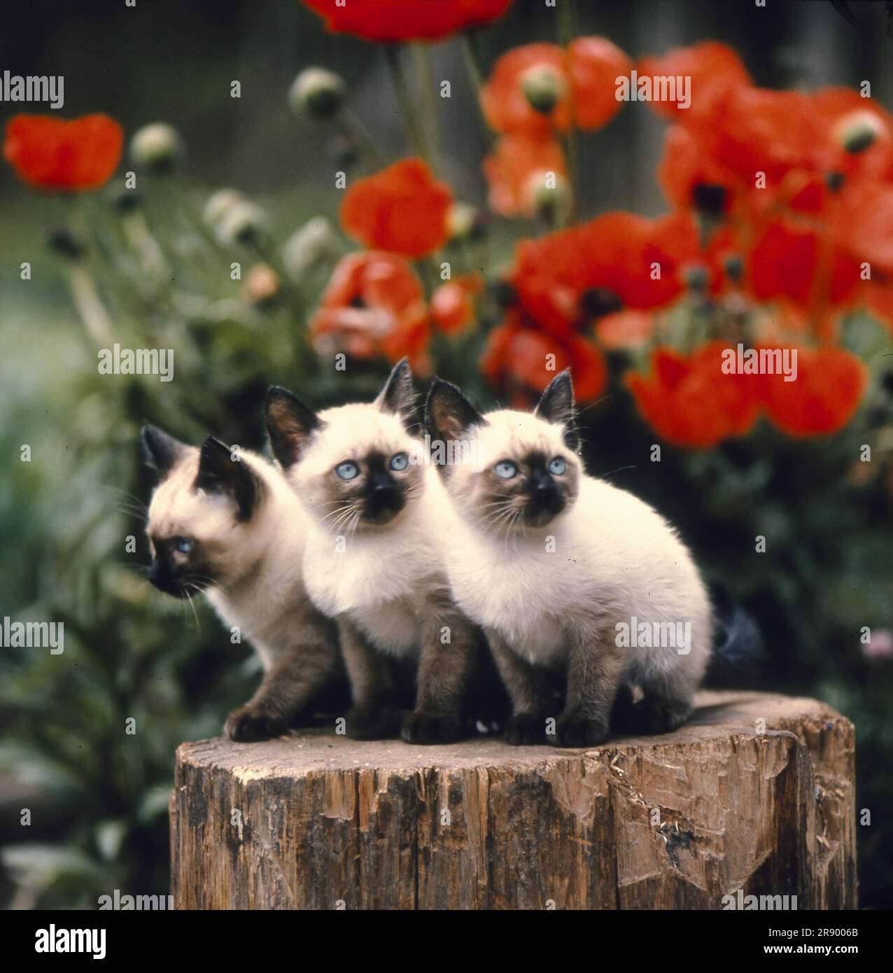 Three young siamese cats hi-res stock photography and images - Alamy