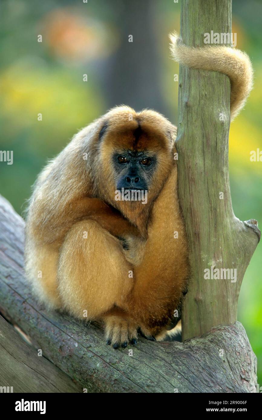 Female howler monkey hi-res stock photography and images - Alamy