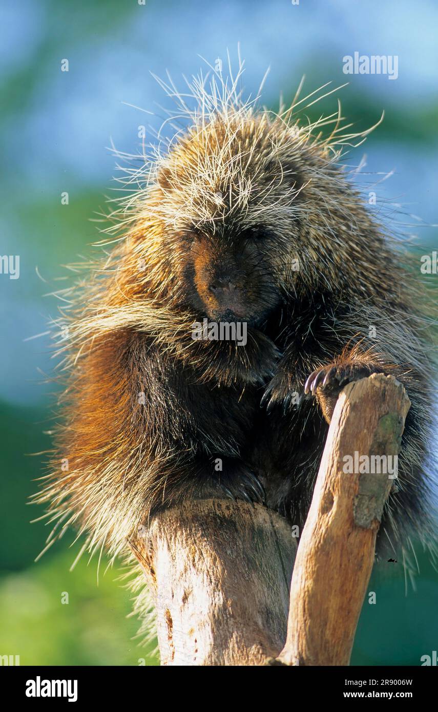 Urson, tree porcupine north american porcupine (Erethizon dorsatum) on ...