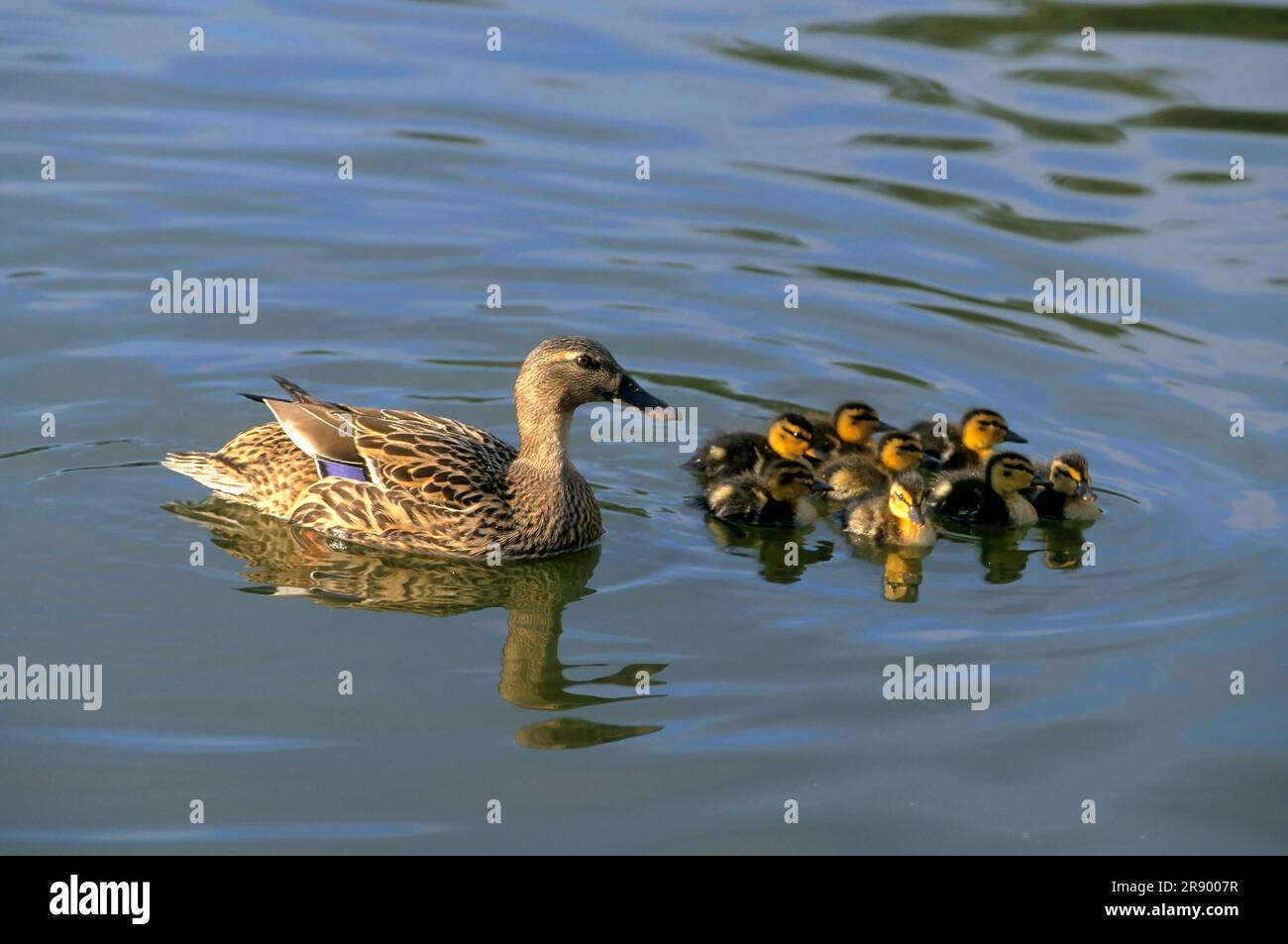 Mallard (Anas platyrhynchos), duck Leads young Stock Photo - Alamy