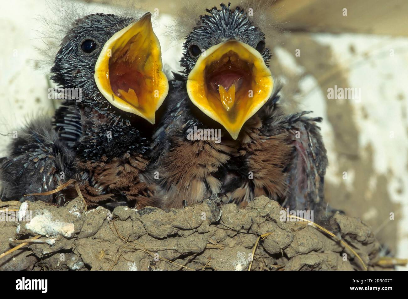 Baby barn swallows hi-res stock photography and images - Alamy