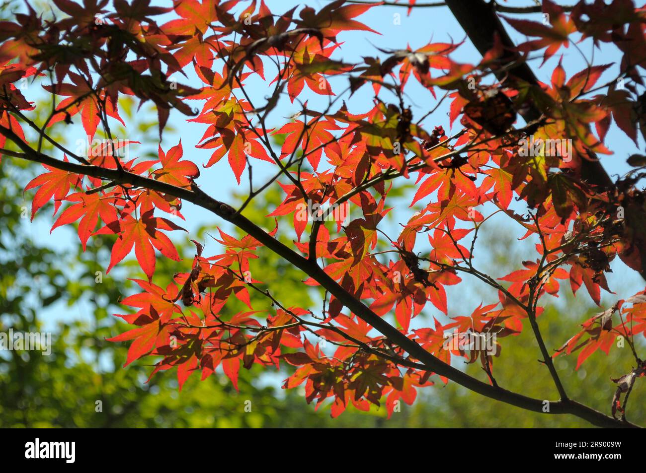 Asian garden in Muenzesheim, Kraichgau, Japan garden, Japanese maple ...