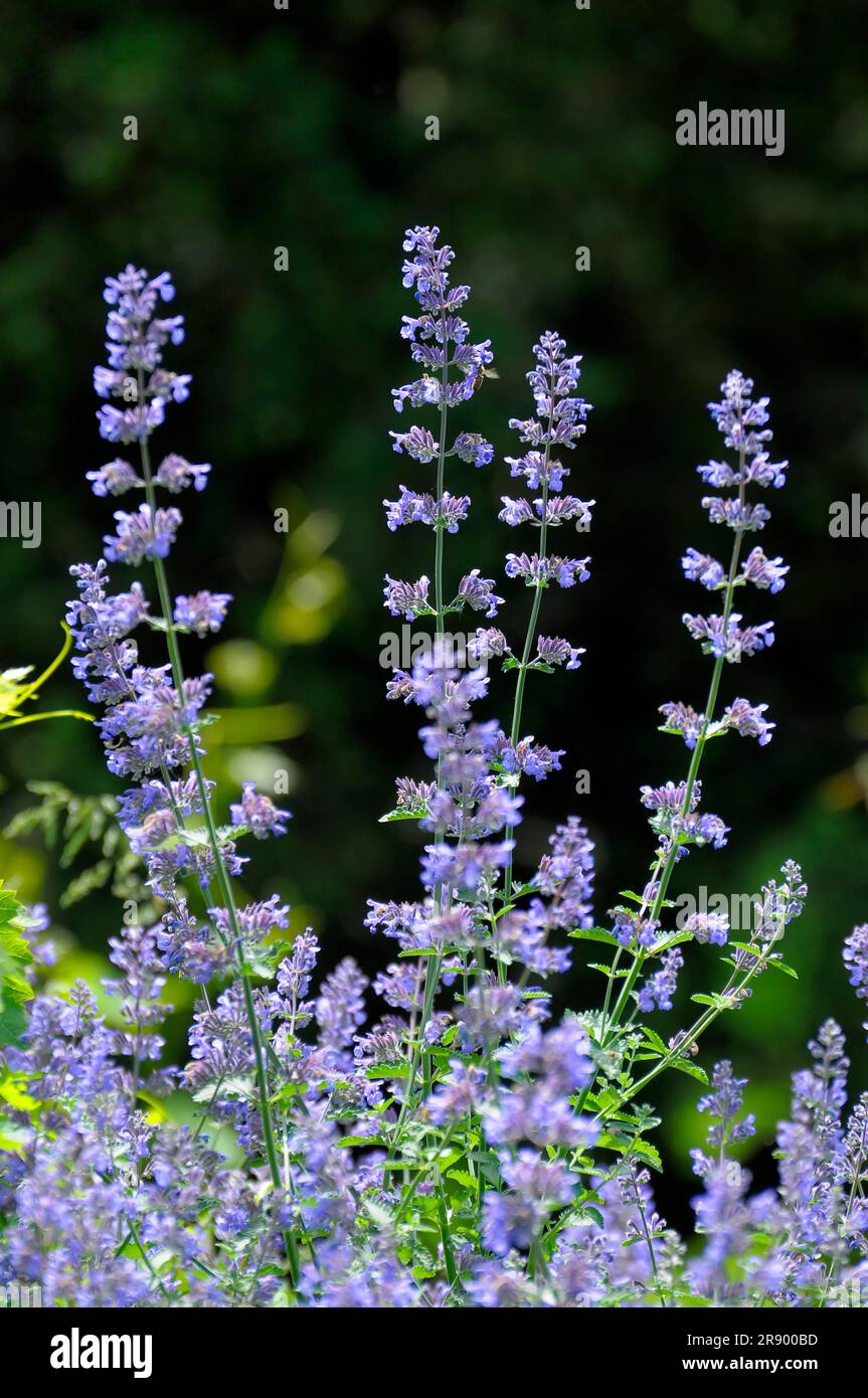 Sage flowering in the garden, real sage, garden sage (Salvia ...