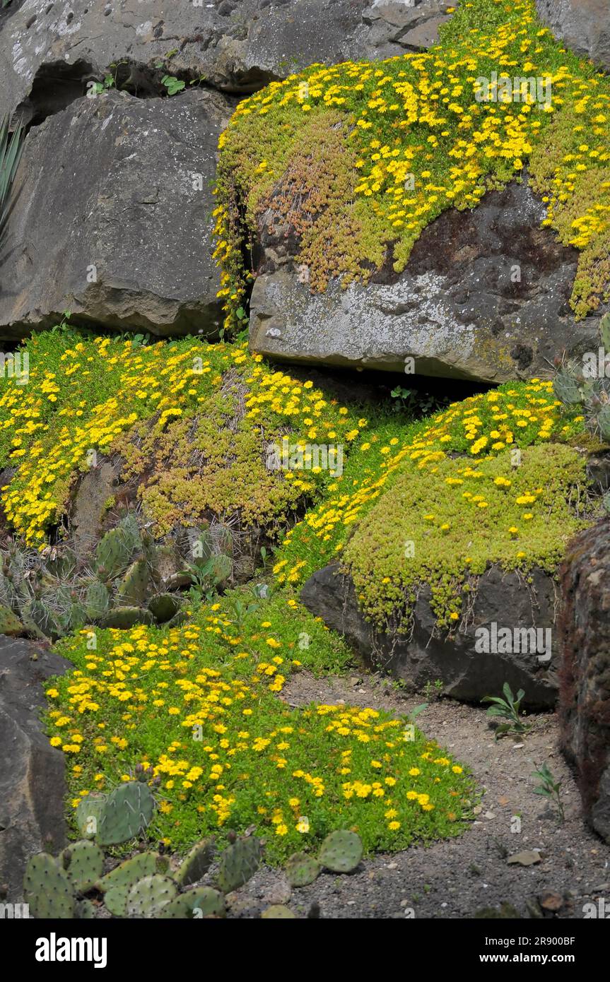 Delosperma yellow hi-res stock photography and images - Alamy