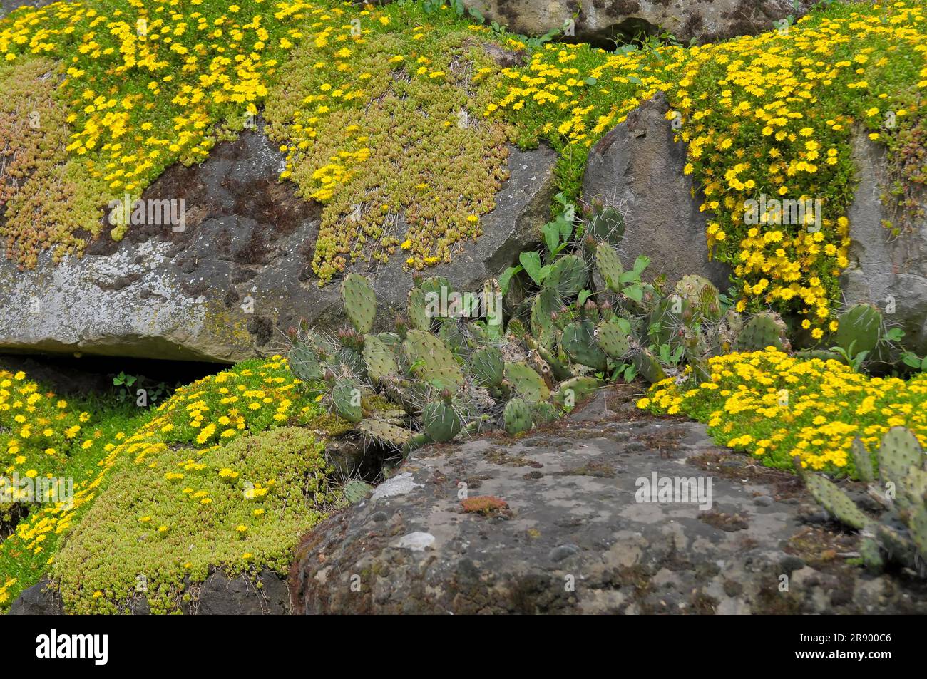 Flowering Baroque Palace in Ludwigsburg, yellow midday flowers ...