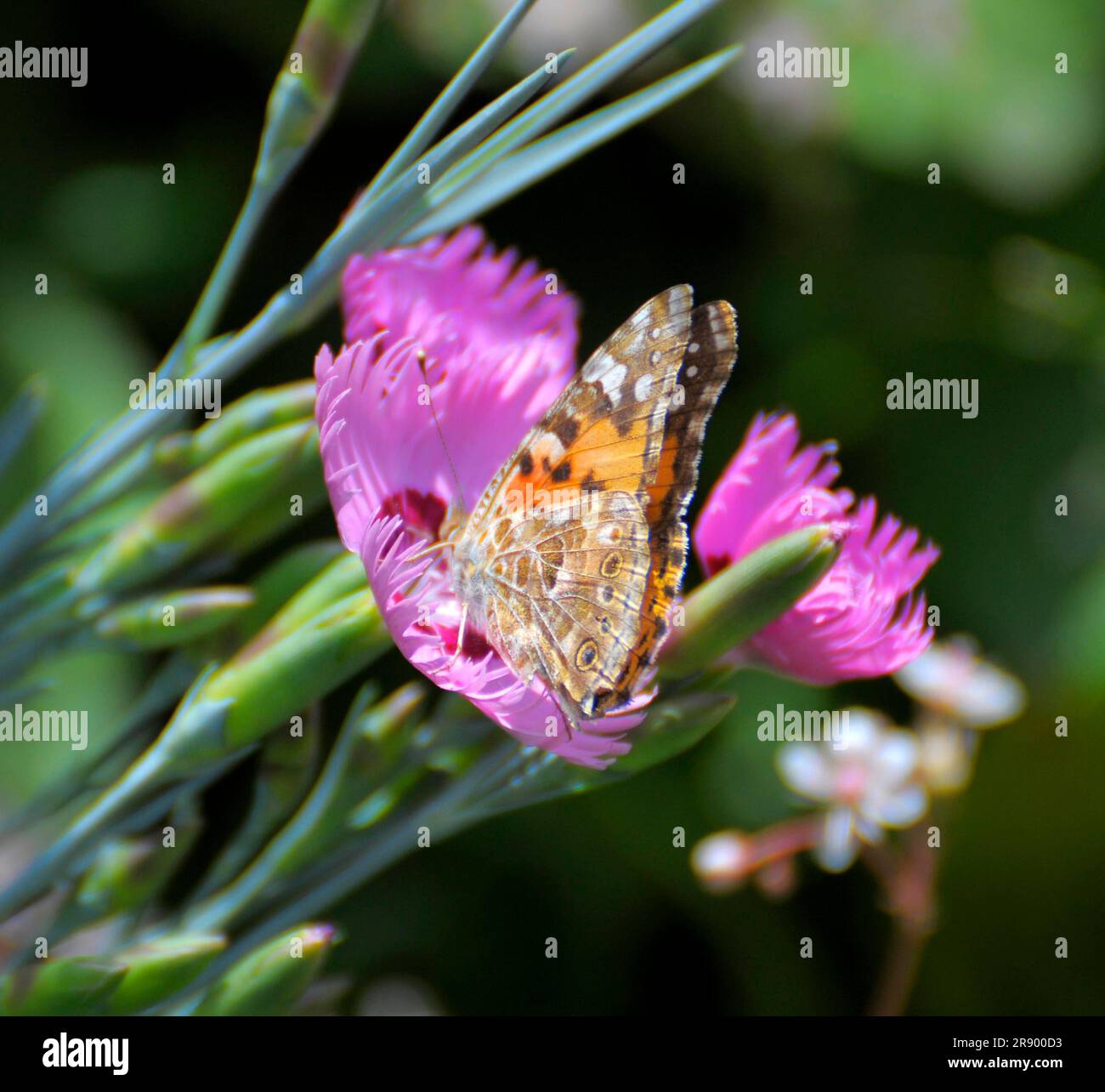 Painted lady (Vanessa cardui), Thistle butterfly on carnation (Dianthus ...