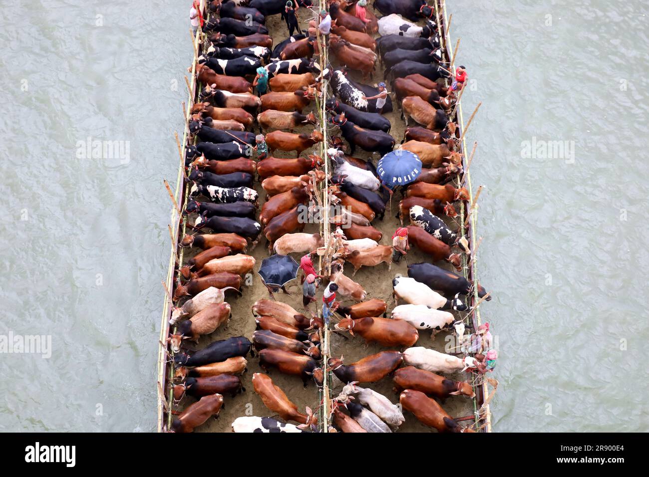 Dhaka, Dhaka, Bangladesh. 23rd June, 2023. Traders carry cattle in a narrow boat in Buriganga ...