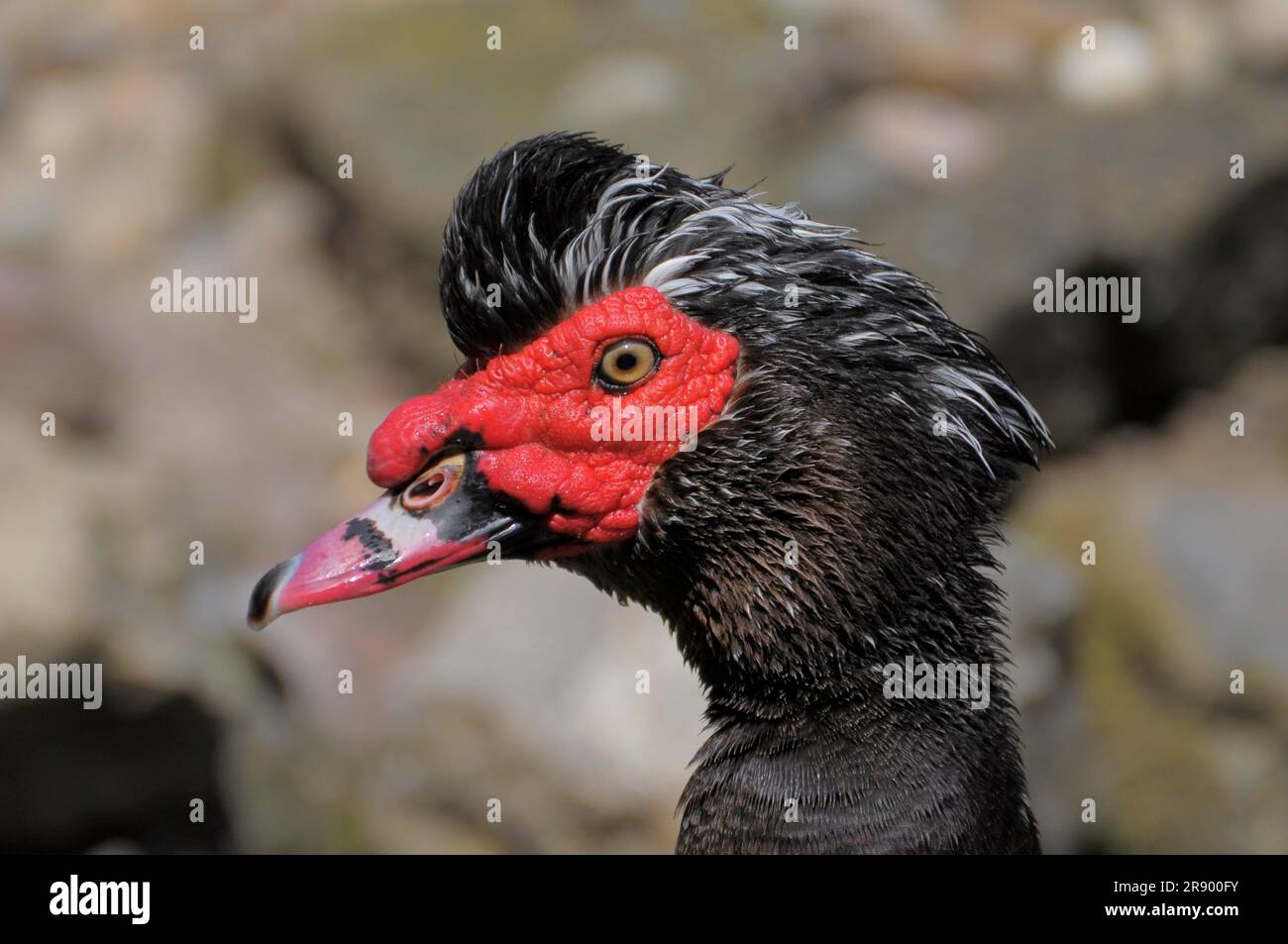 Warts, Duck, Portrait, Close-up, Drake, Muscovy Duck (Cairina moschata ...