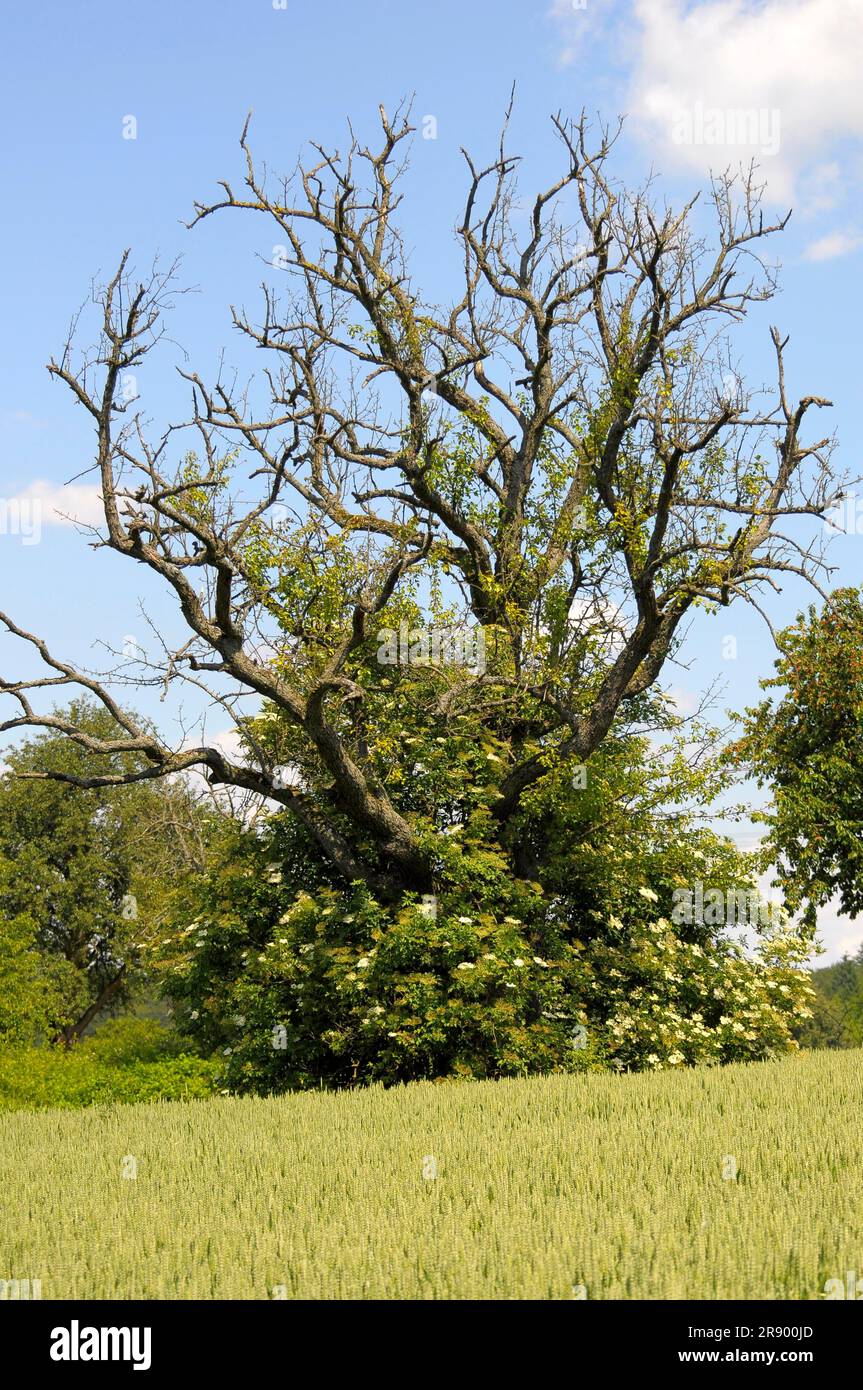 Dead pear tree with elder, flowering Stock Photo - Alamy