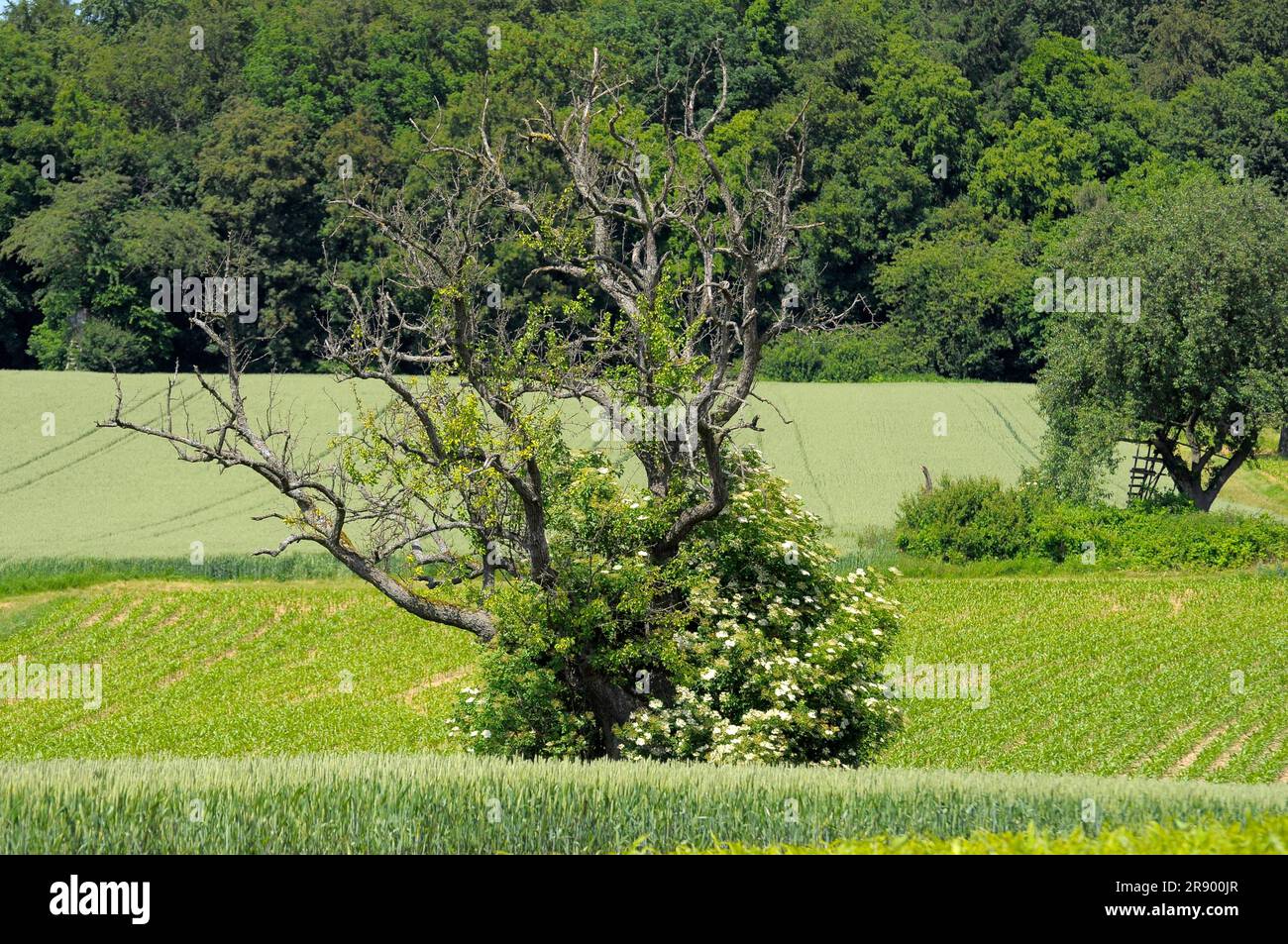 Dead pear tree with elder, flowering, at the edge of the forest Stock ...